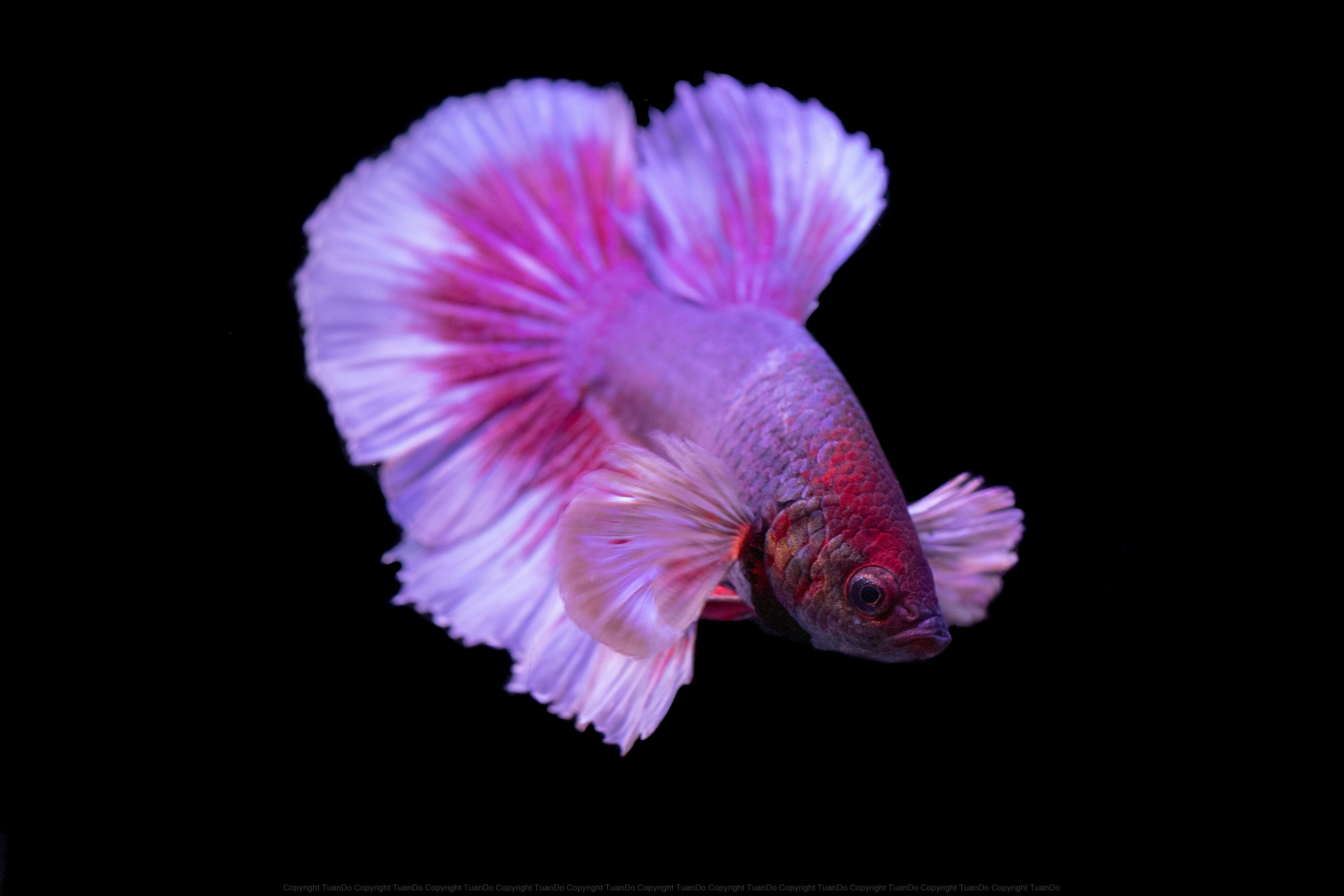 Pez Betta De Color Rosa Vibrante Sobre Fondo Negro · Foto de stock gratuita