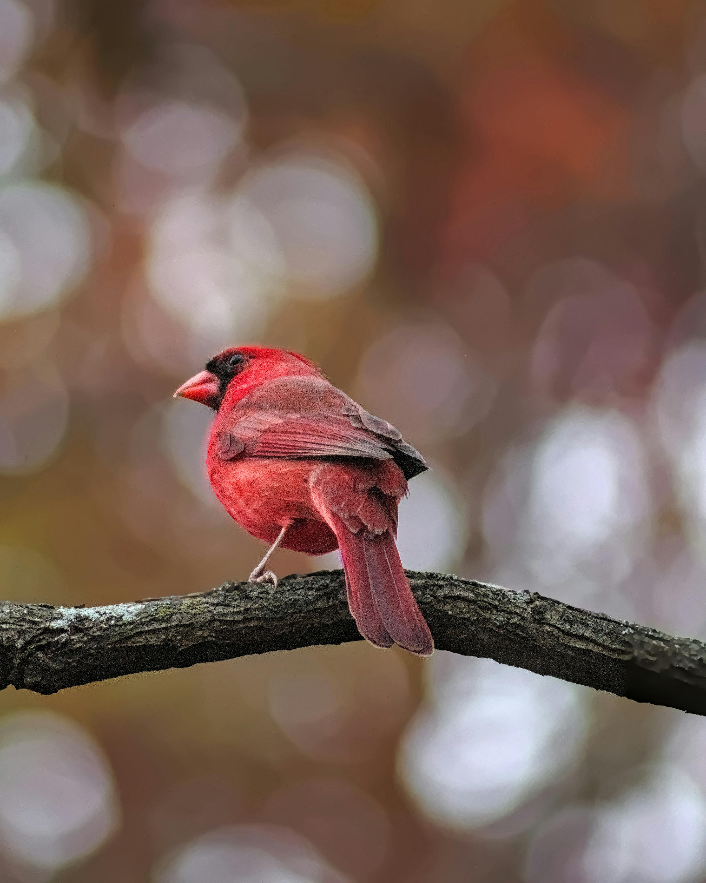 Vibrant Northern Cardinal on Tree Branch · Free Stock Photo