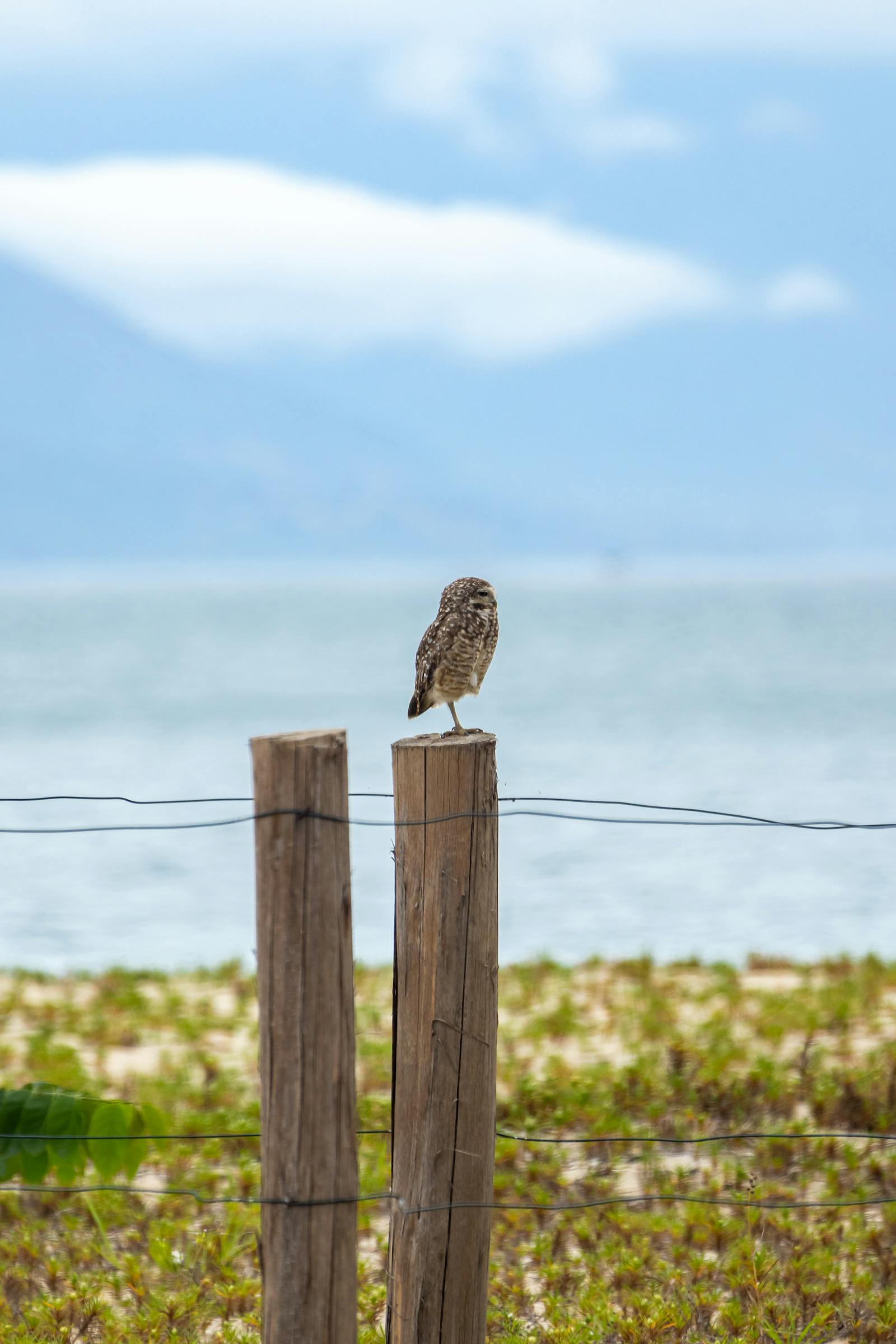 Owl Landscape Background Photos, Download The BEST Free Owl Landscape ...