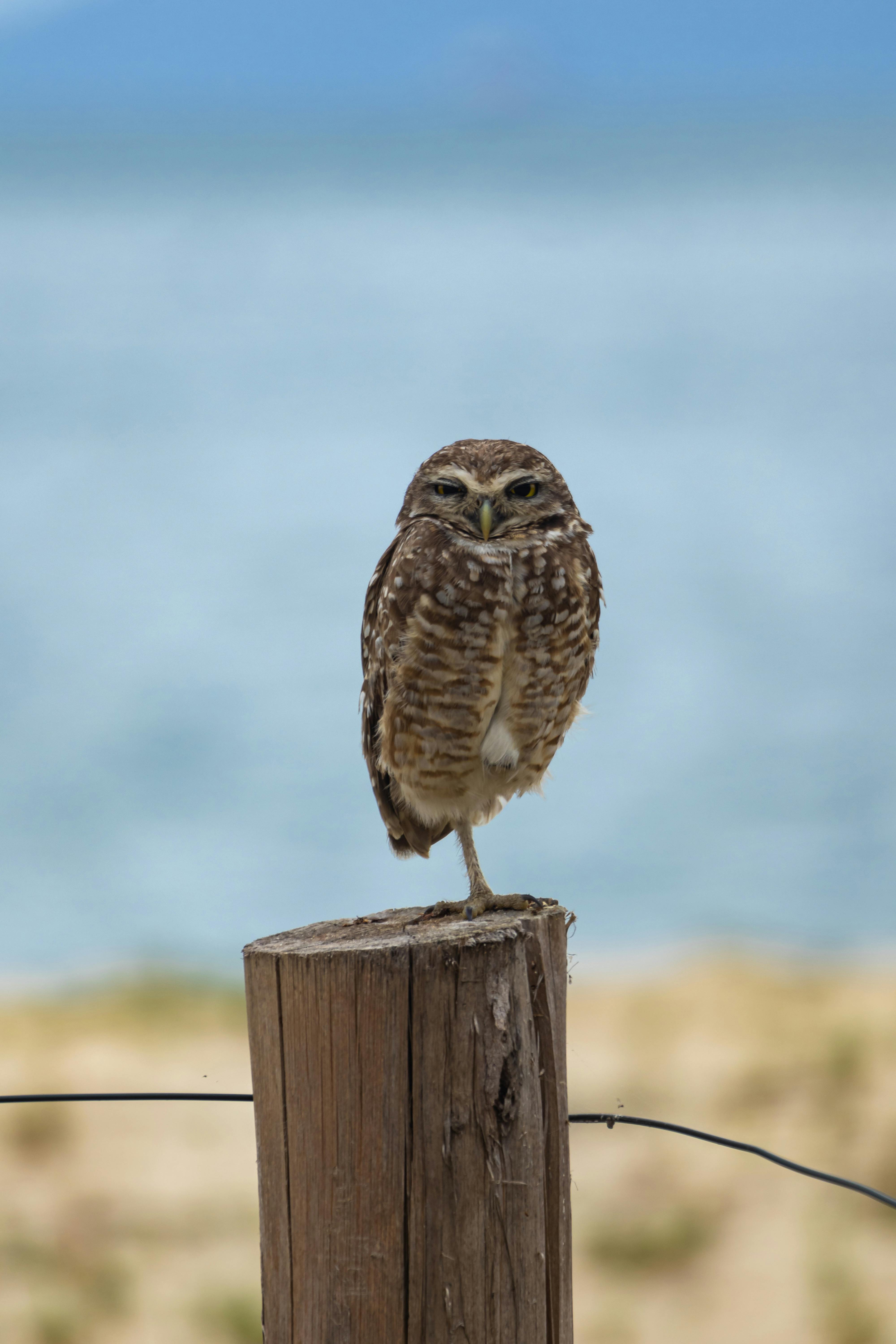 Owl Landscape Background Photos, Download The BEST Free Owl Landscape ...