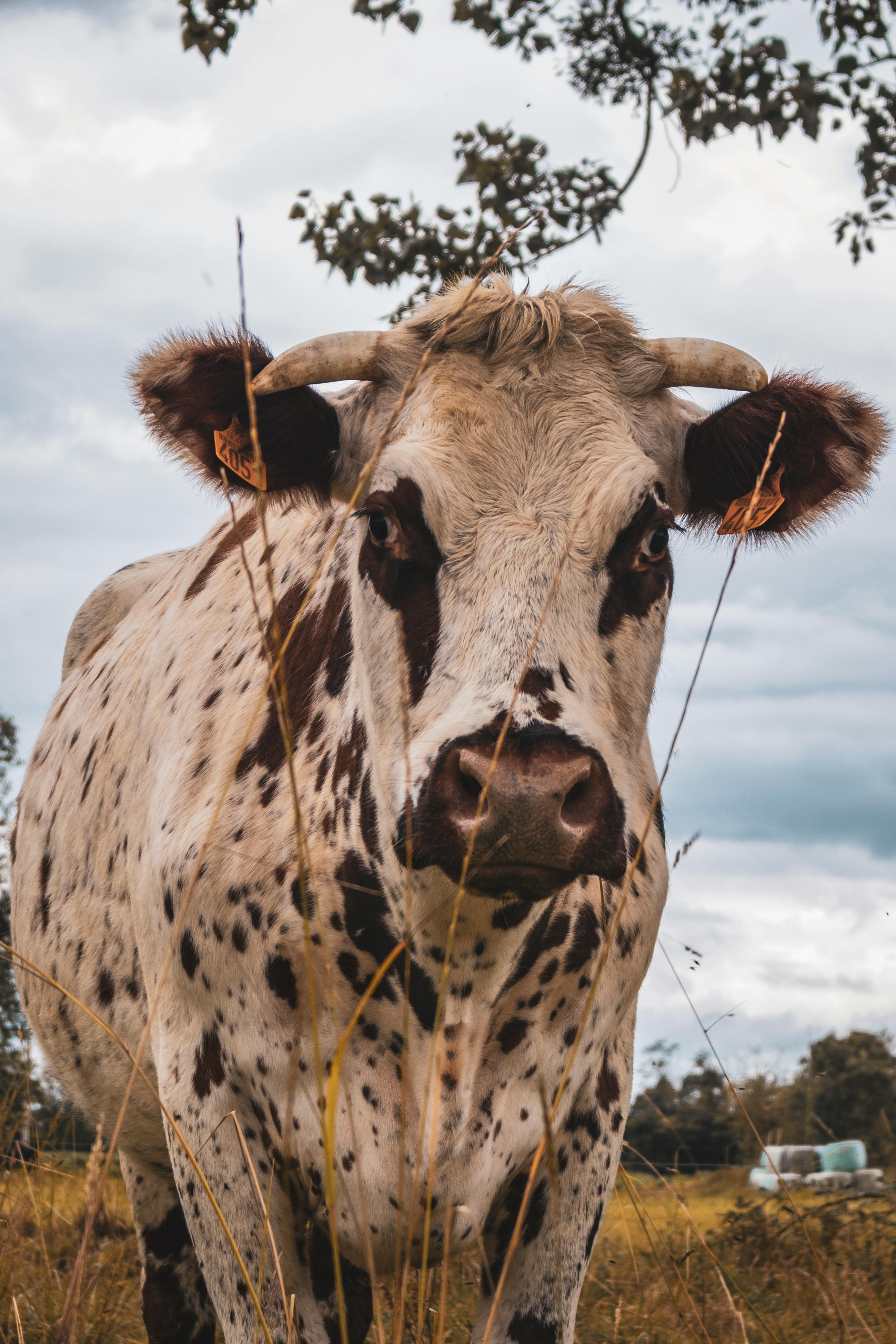 Spotted Cow in Lush Pasture Close-Up · Free Stock Photo