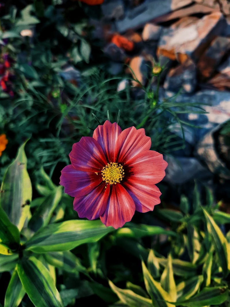 Chafa Flower Photos, Download The BEST Free Chafa Flower Stock Photos ...