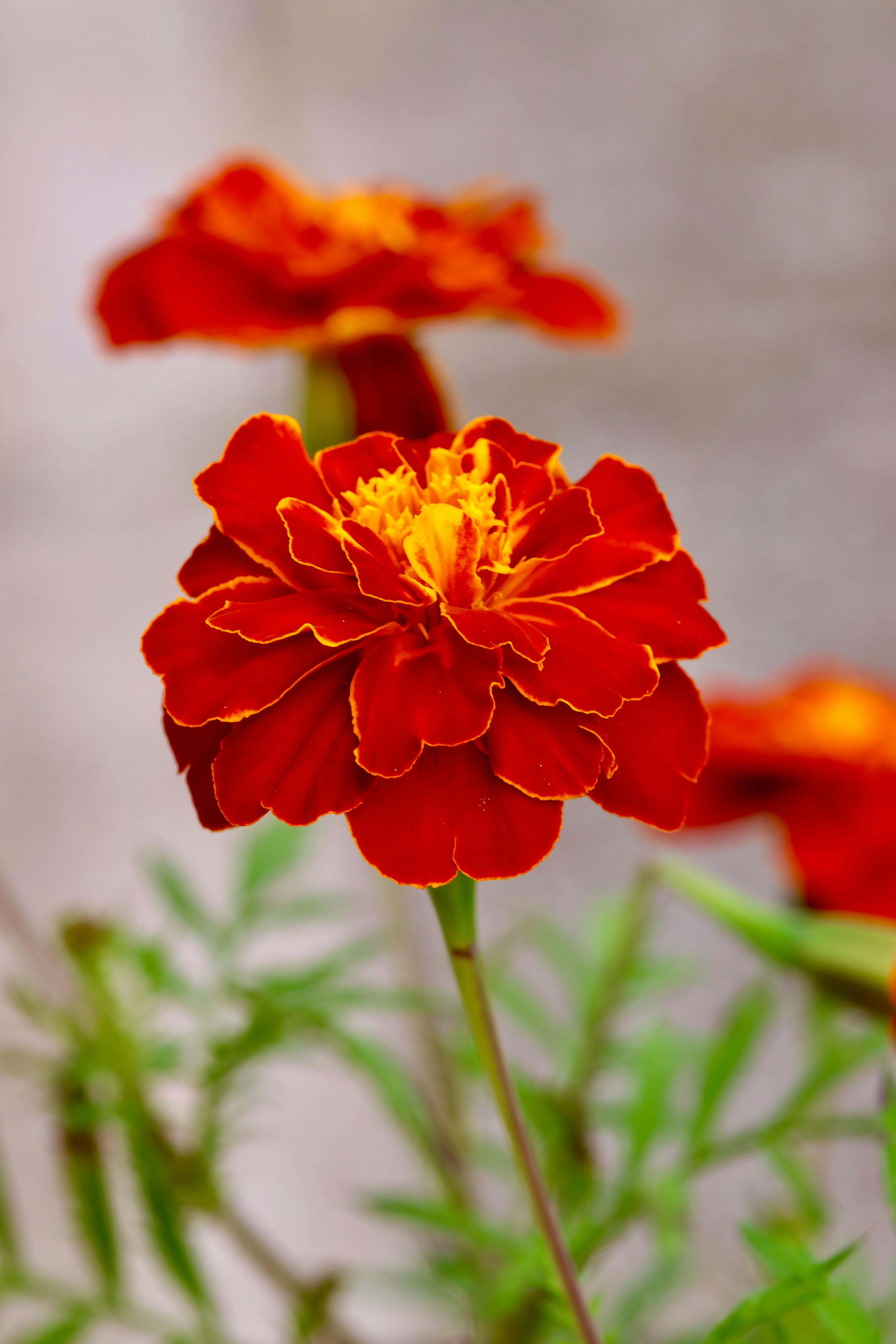 Vibrant Marigold Flower in Bloom Close-Up · Free Stock Photo