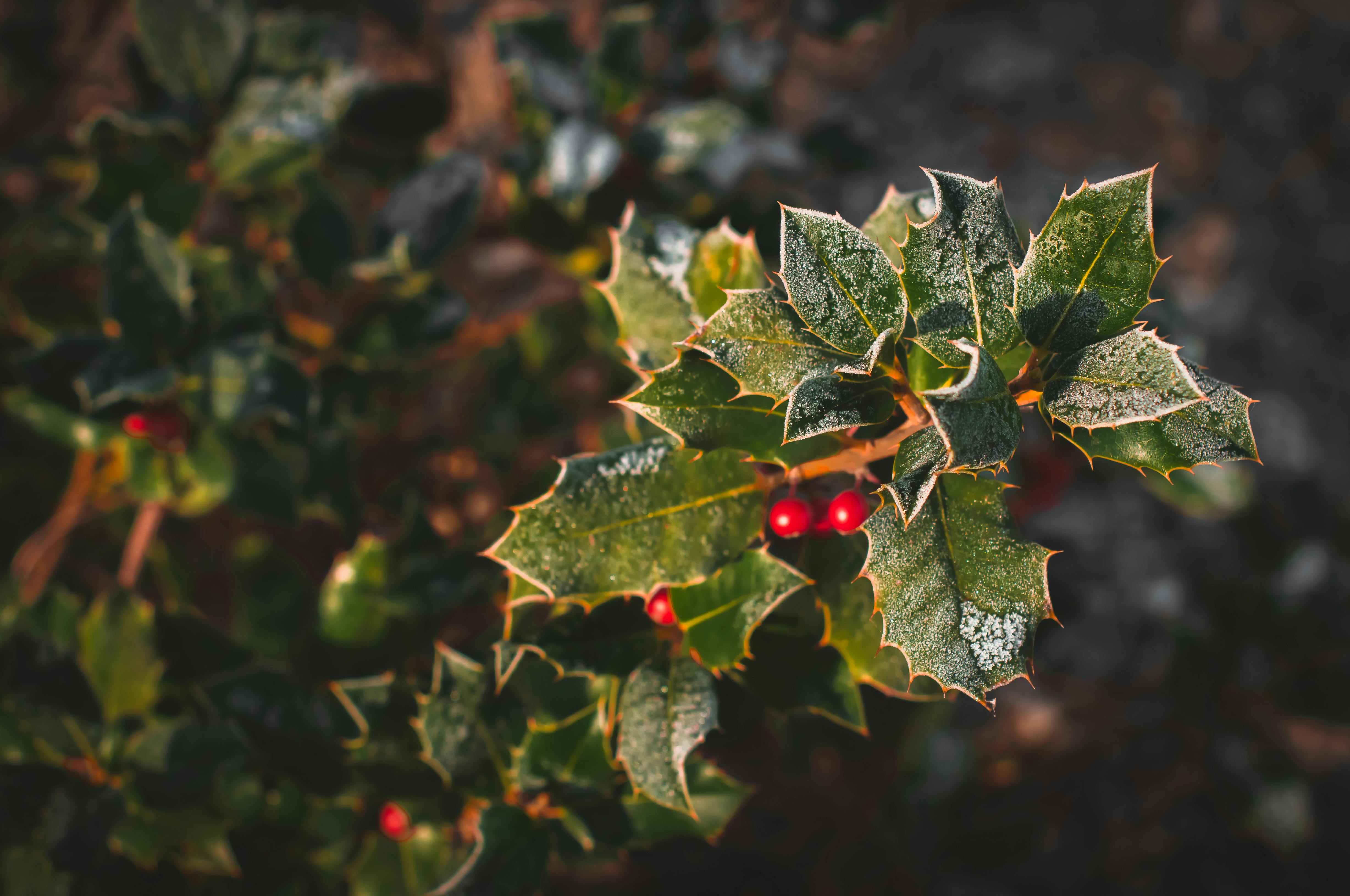 Foto de stock gratuita sobre acebo, al aire libre, aquifolium ilex ...