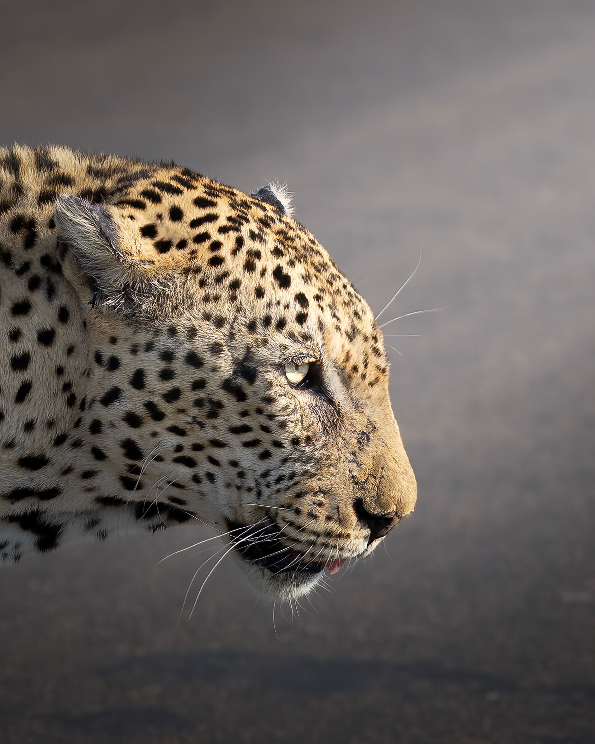 Close-up of Leopard in South African Wild · Free Stock Photo