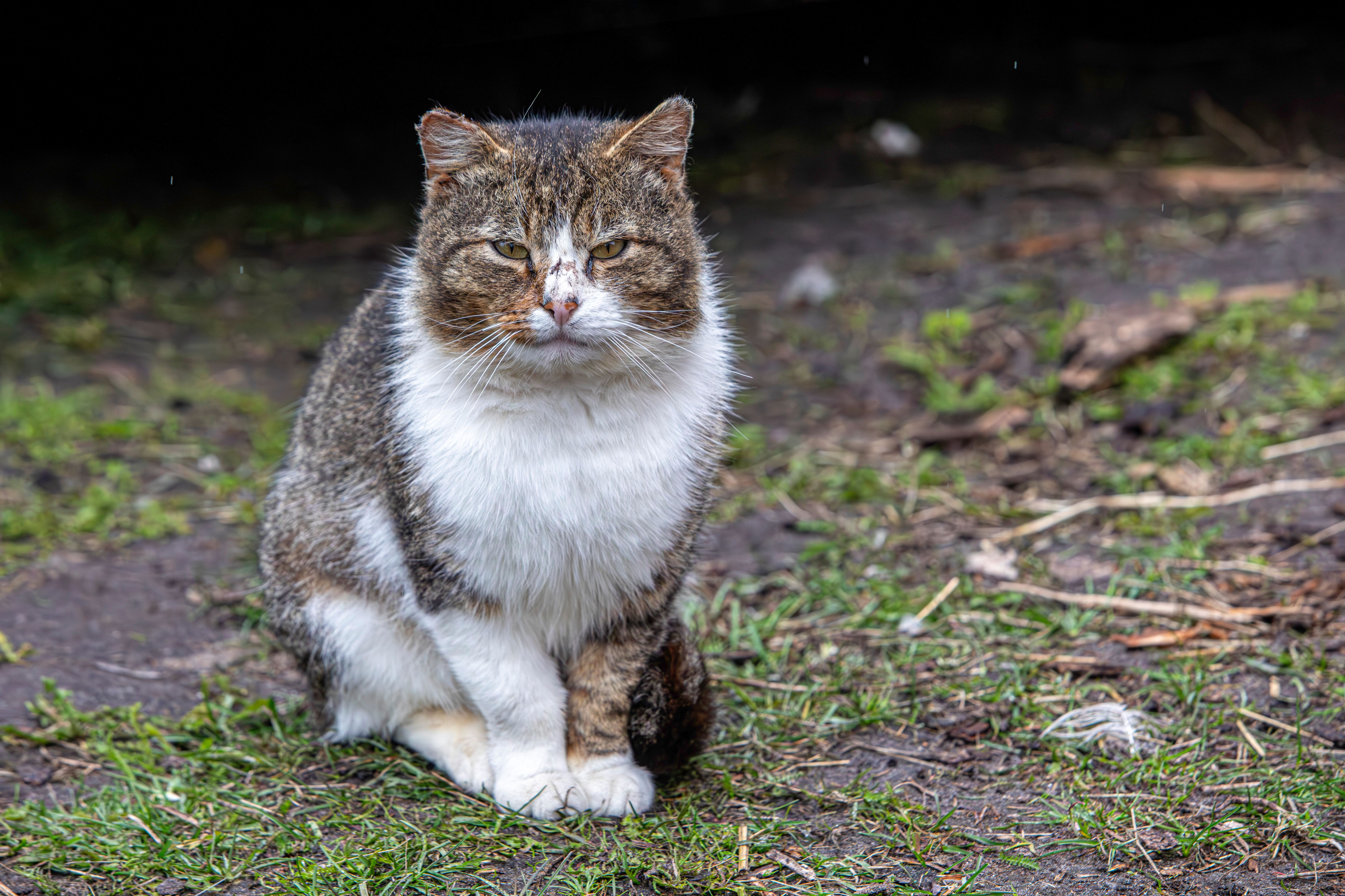 Outdoor Portrait of a Thoughtful Stray Cat · Free Stock Photo