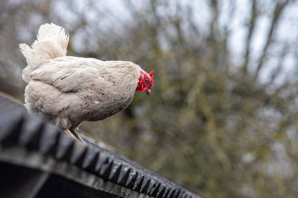 Chickens Photos, Download The BEST Free Chickens Stock Photos & HD Images