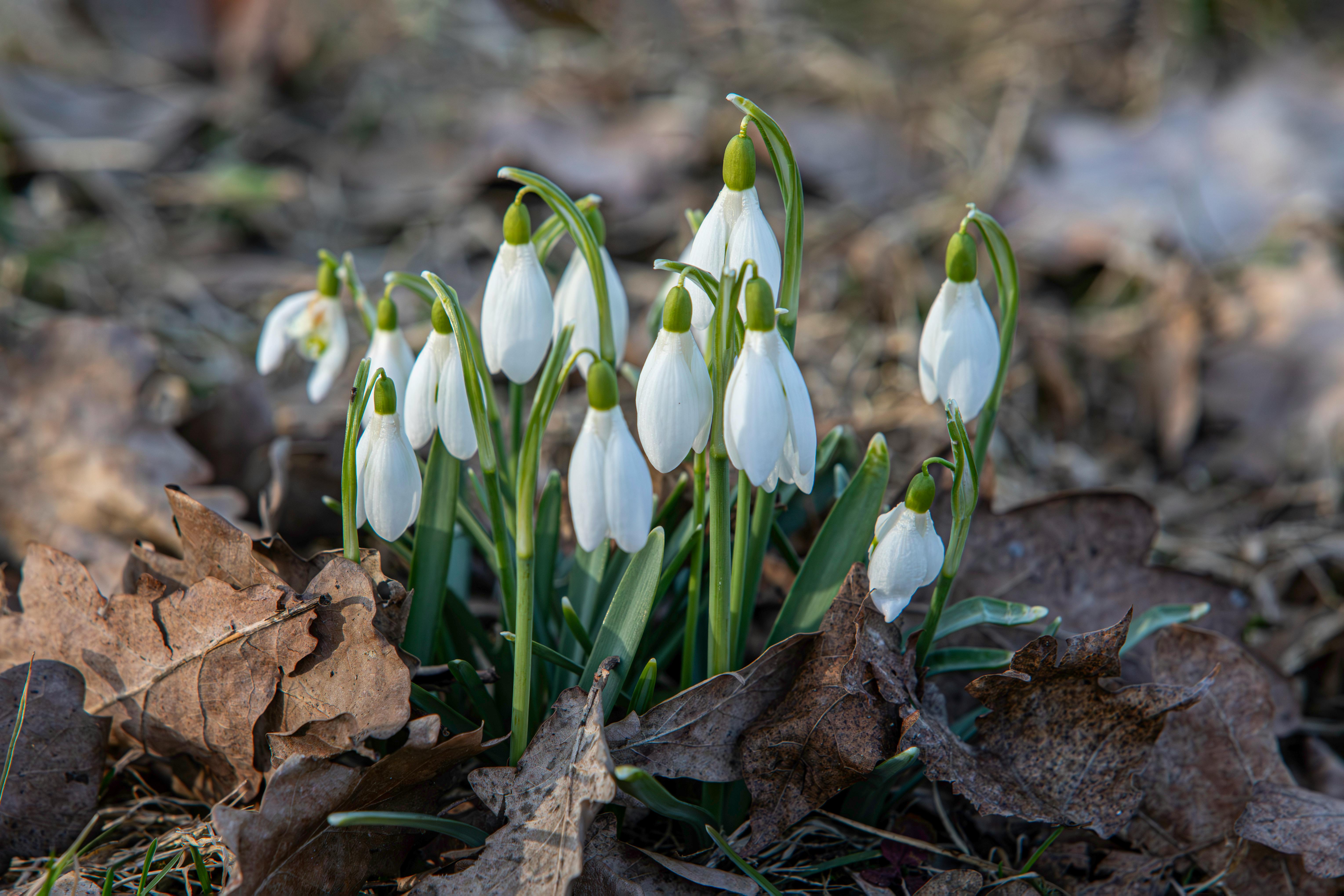 Snowdrops Emerging Through Winter Leaves · Free Stock Photo