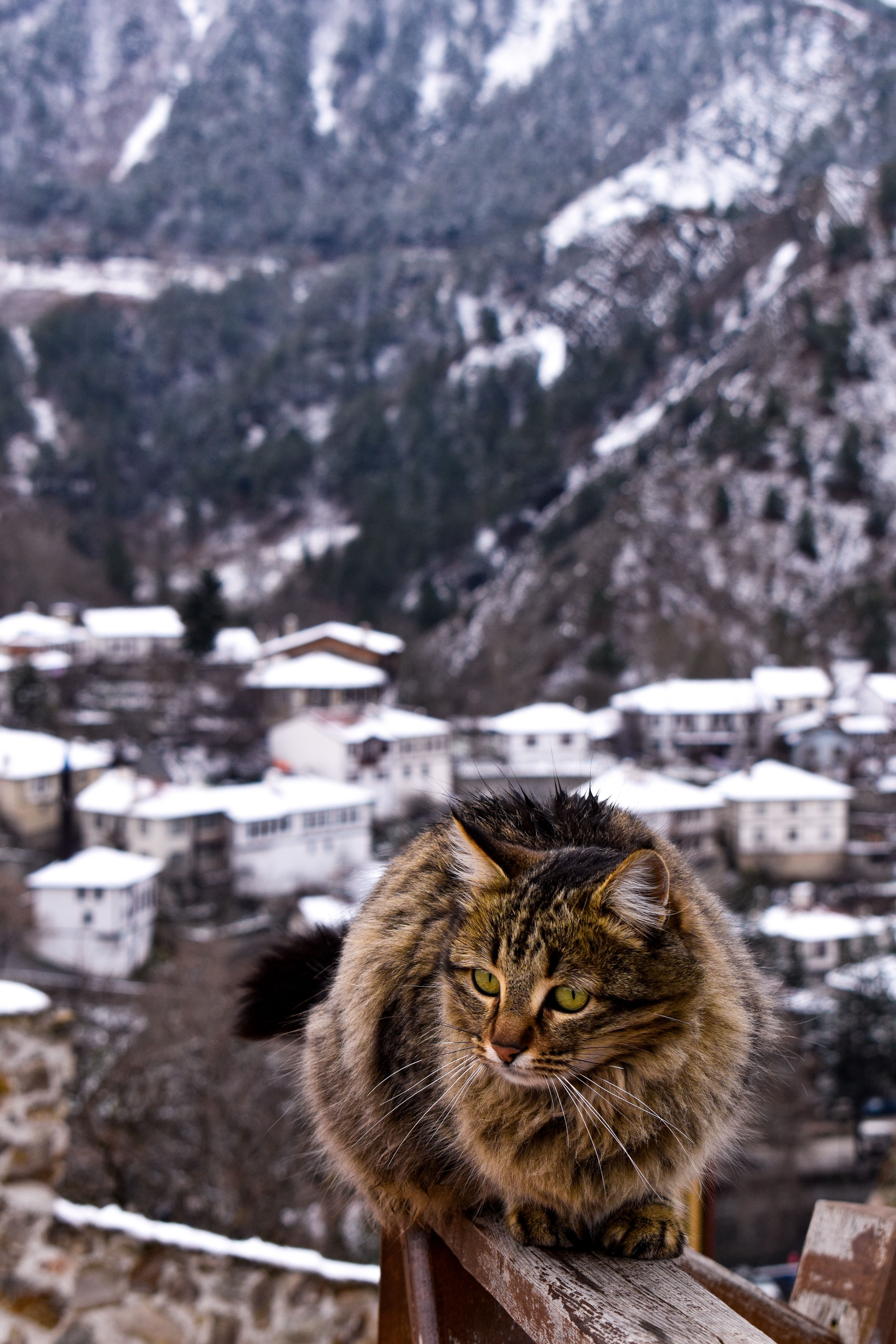 Furry Cat Sitting in Snowy Göynük Village · Free Stock Photo