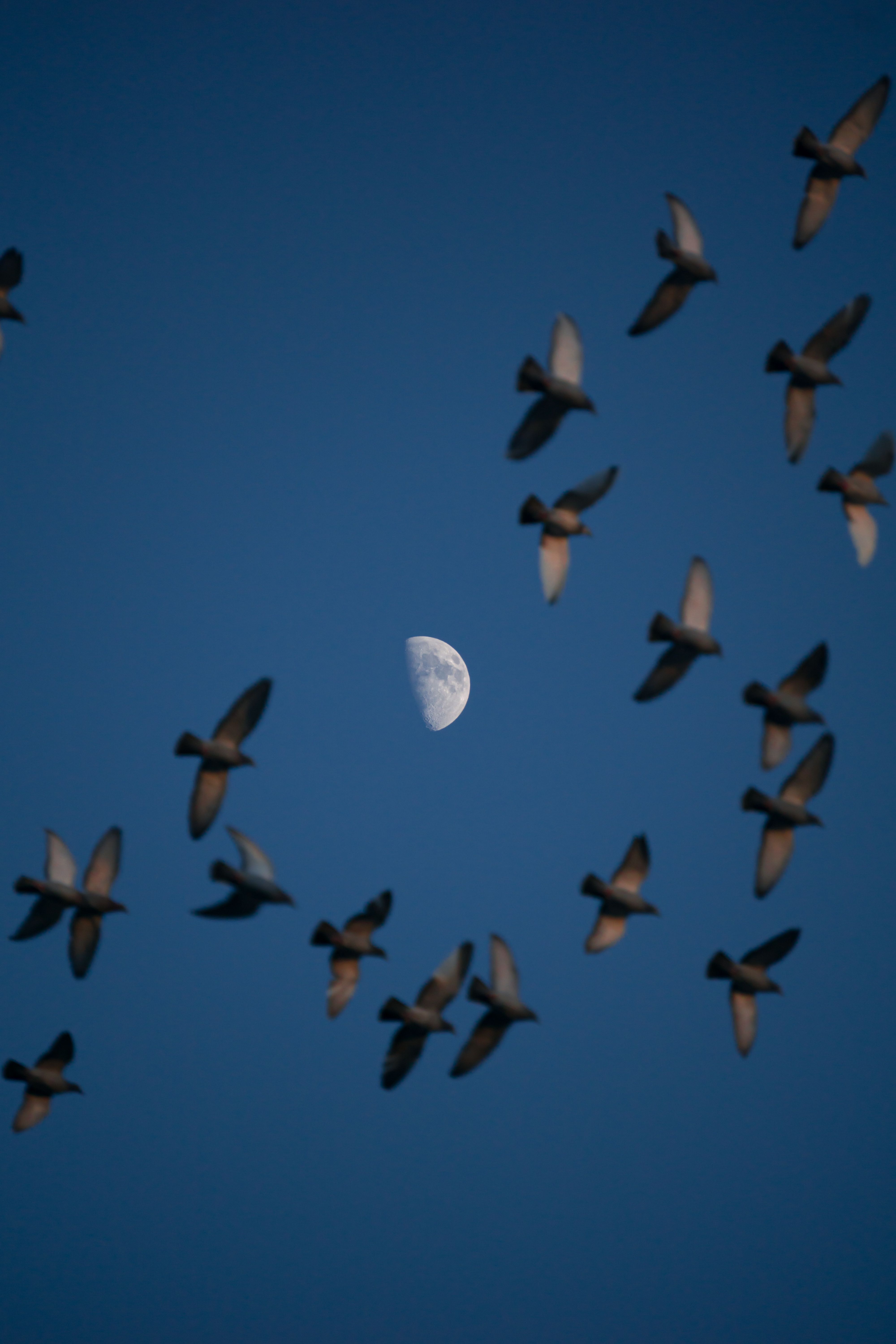 Birds Flying Around the Moon at Twilight · Free Stock Photo