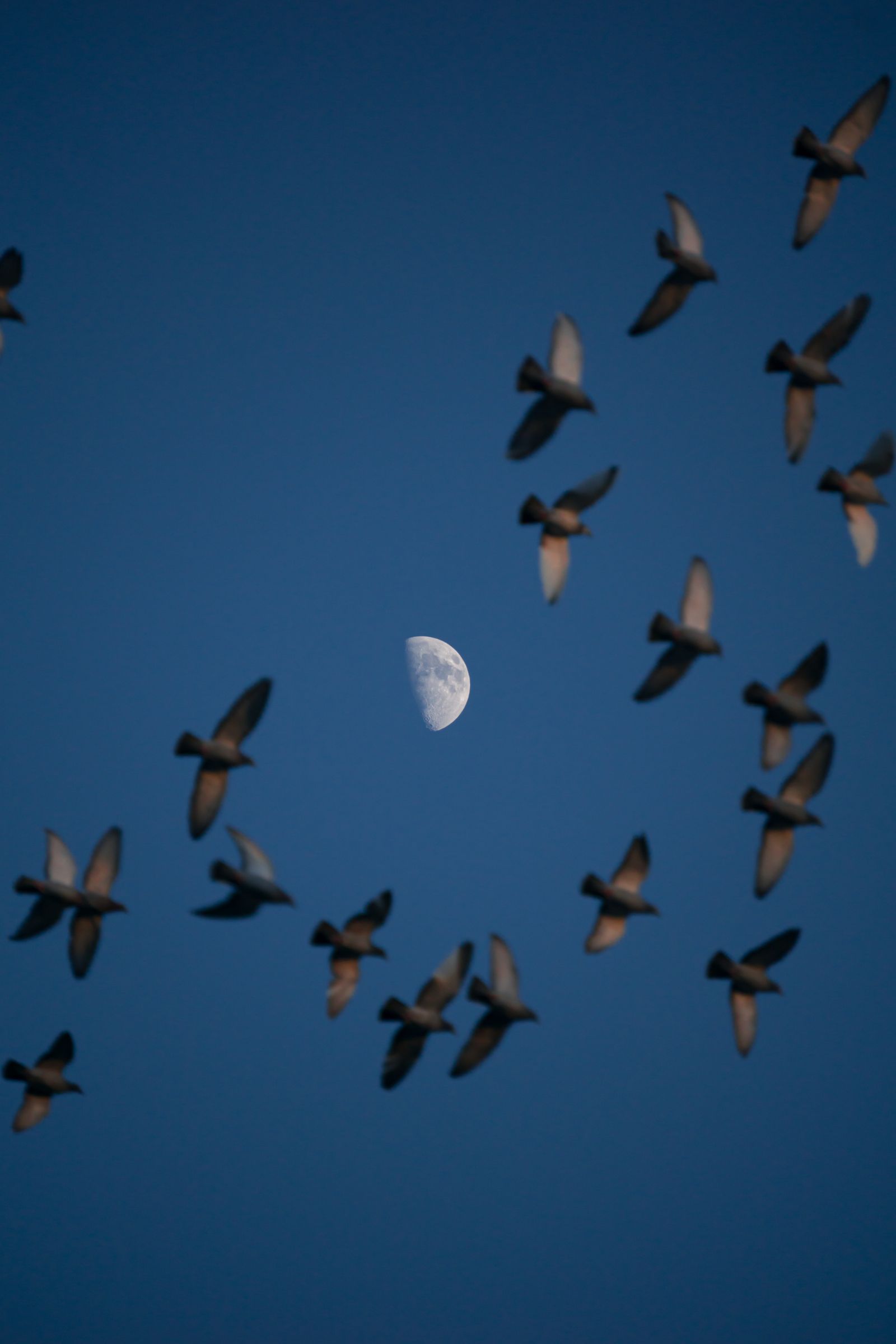 Night Birds Photos, Download The BEST Free Night Birds Stock Photos ...