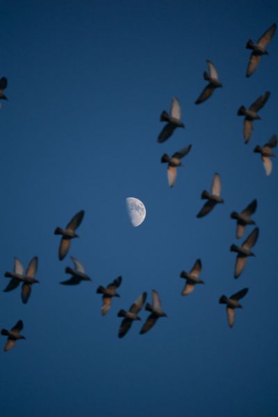 Night Birds Photos, Download The BEST Free Night Birds Stock Photos ...