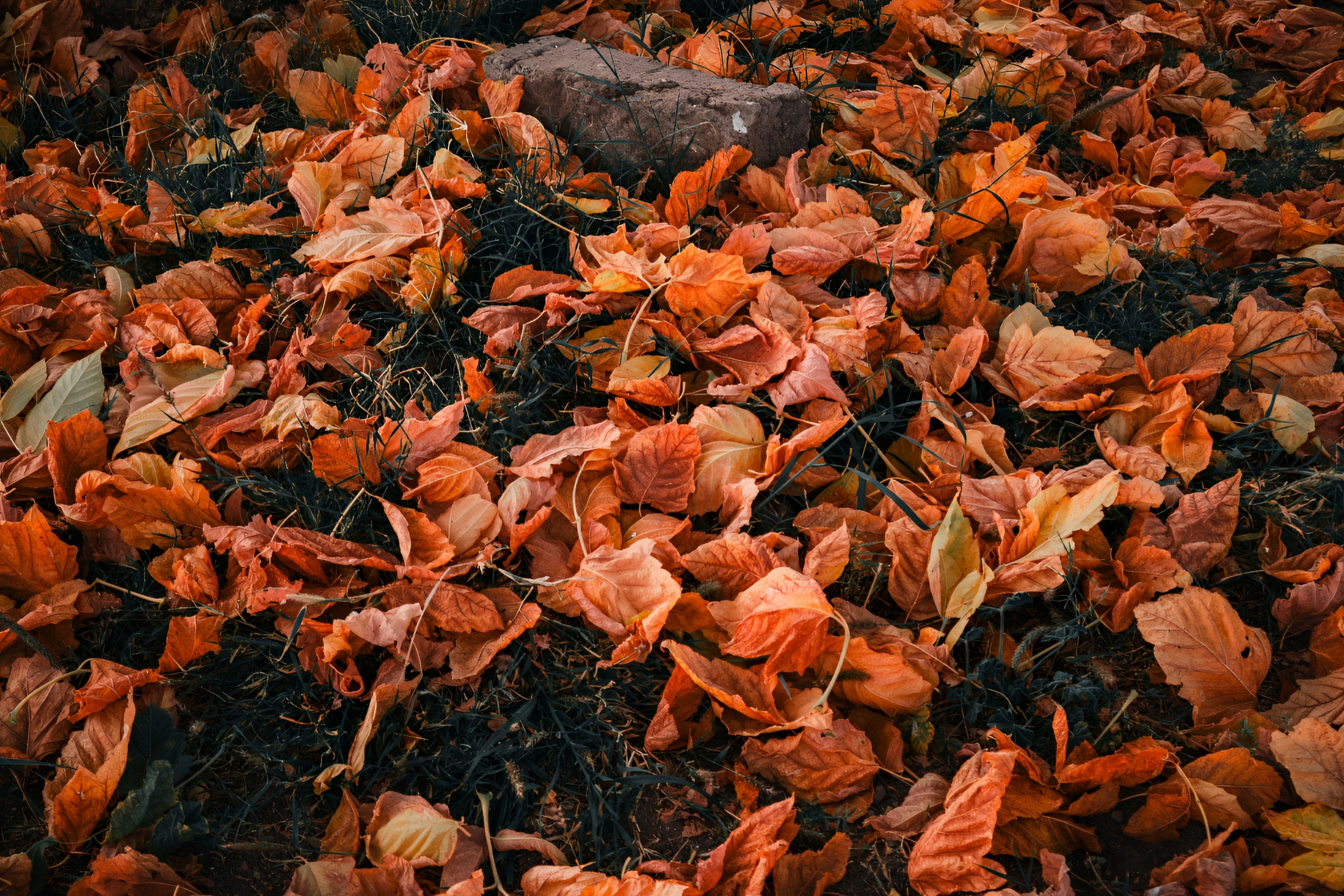 Vibrant Autumn Leaves in Pedro Meoqui Forest · Free Stock Photo