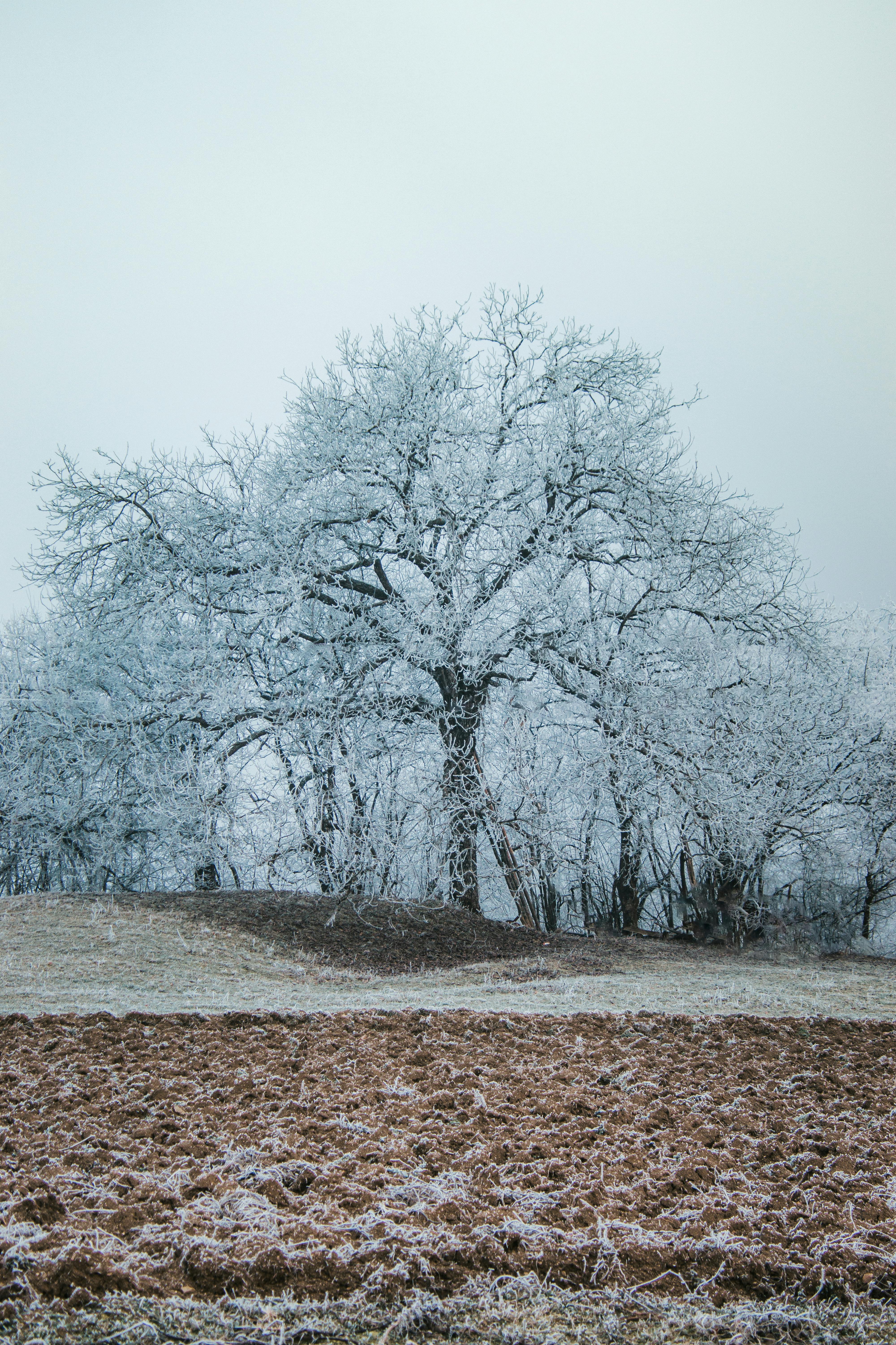 Frost-Covered Tree in Winter Landscape · Free Stock Photo