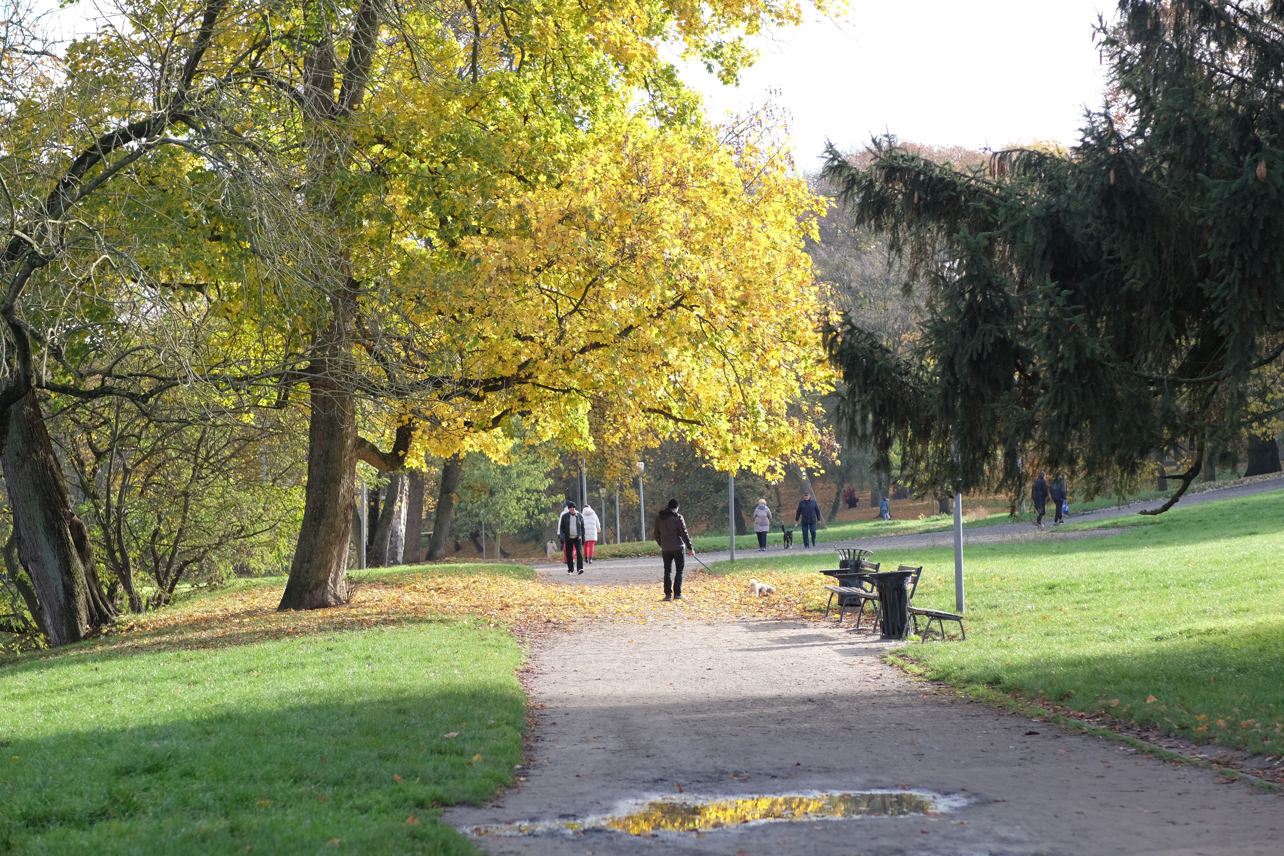 Paseo Otoñal En Un Vibrante Parque Urbano · Foto de stock gratuita