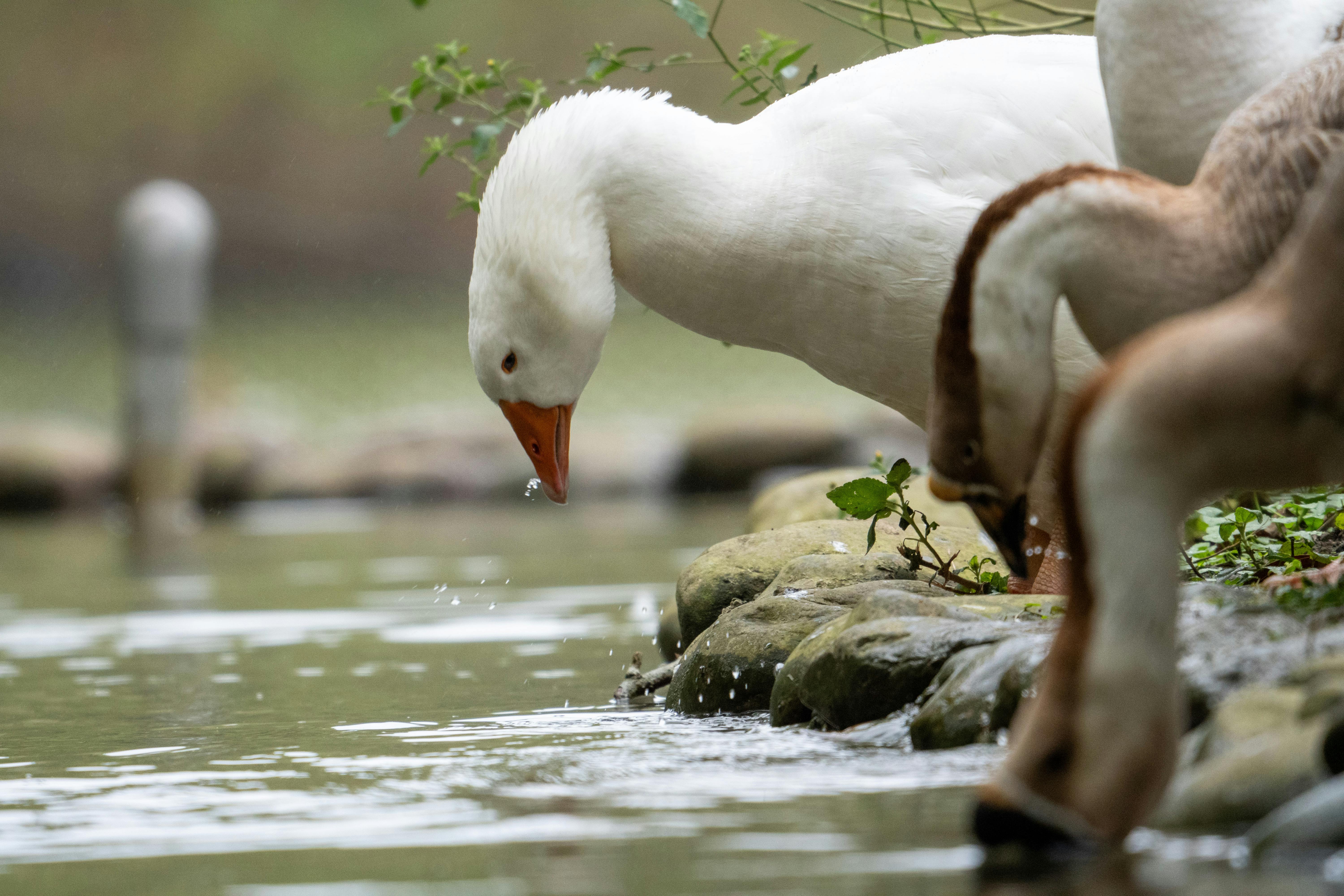 White Goose Drinking from a Pond · Free Stock Photo