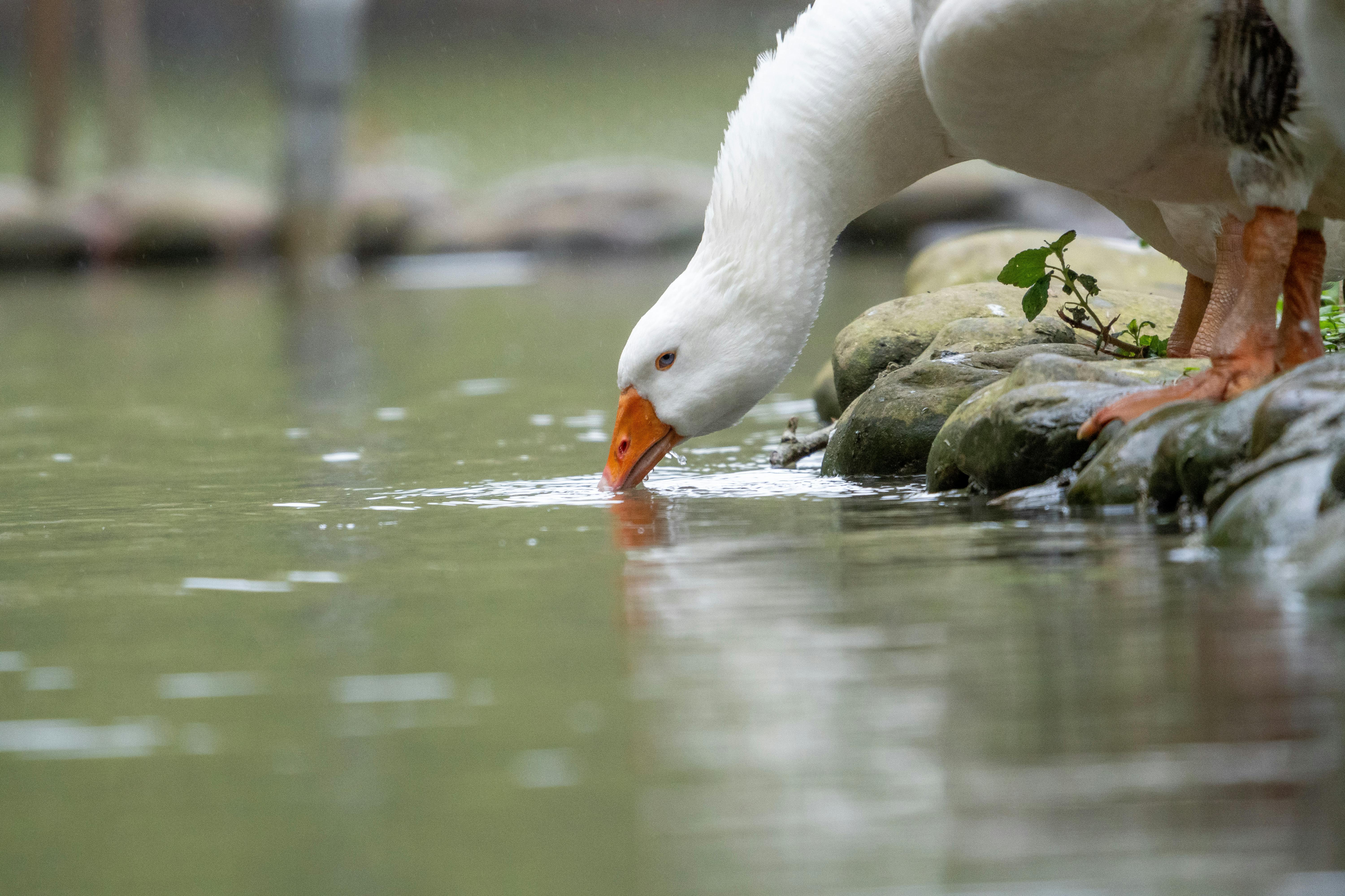 White Goose Drinking Water by a Pond · Free Stock Photo