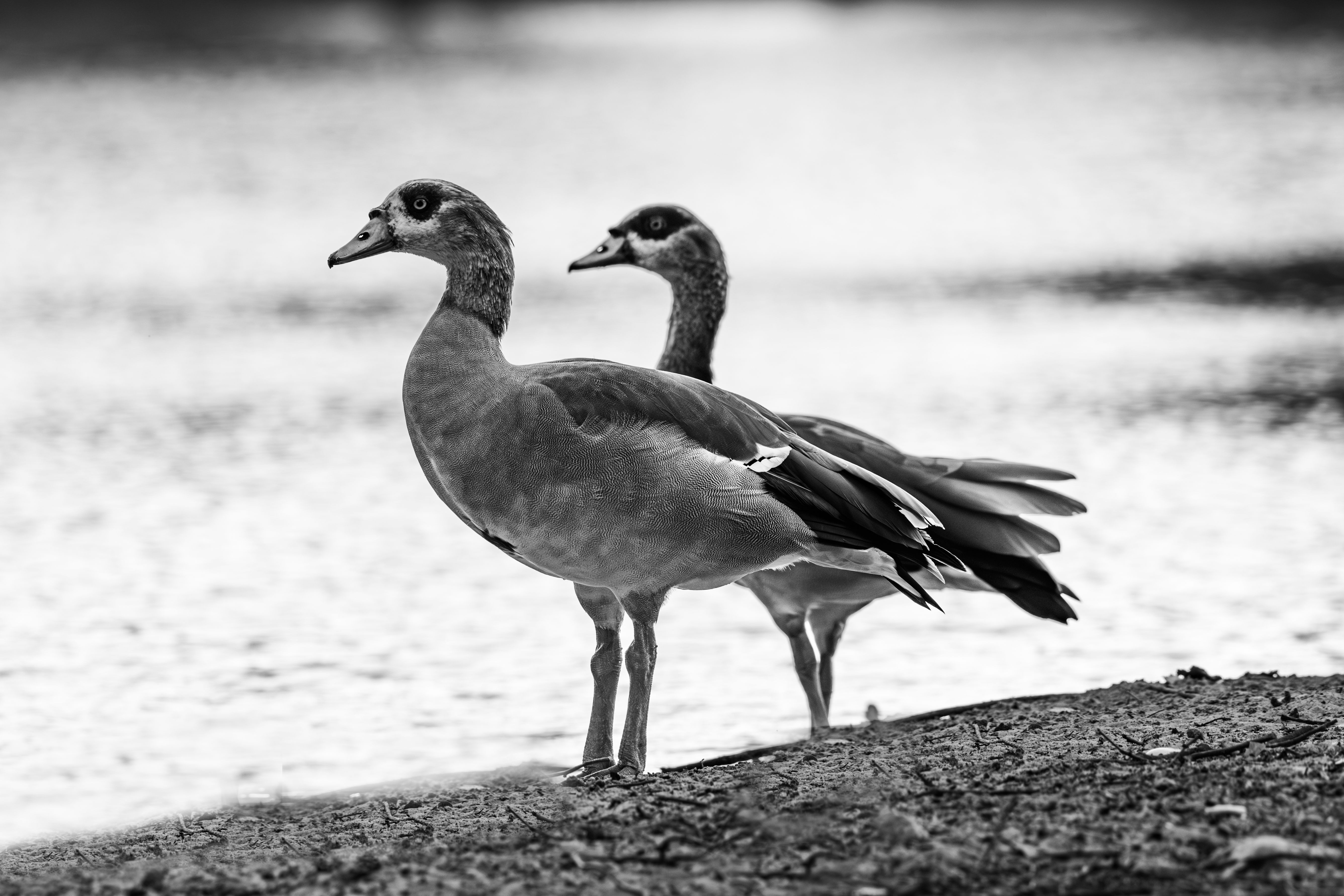 African Ducks on Lakeside in Black and White · Free Stock Photo