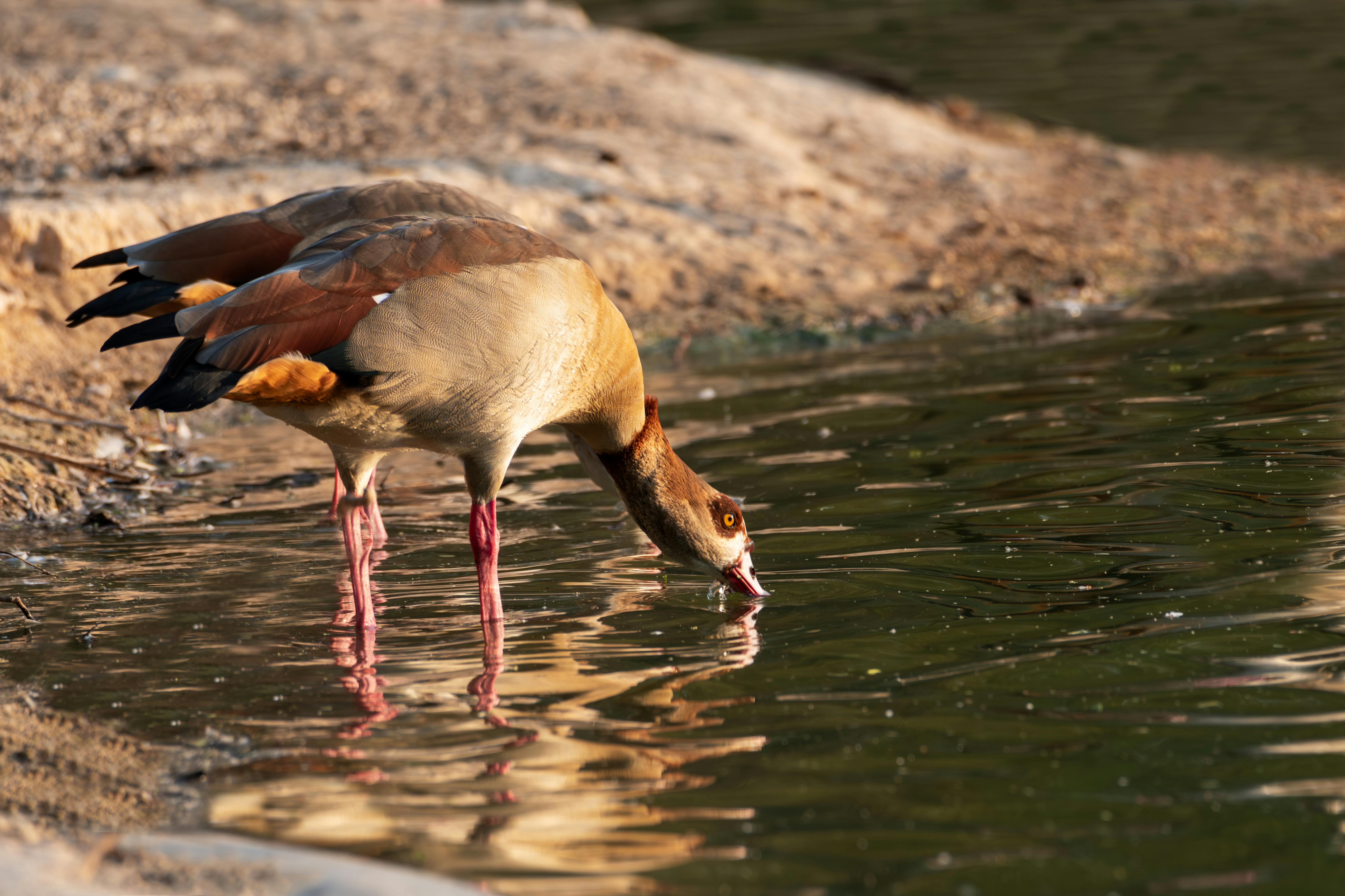 Egyptian Goose Drinking by the Lake · Free Stock Photo
