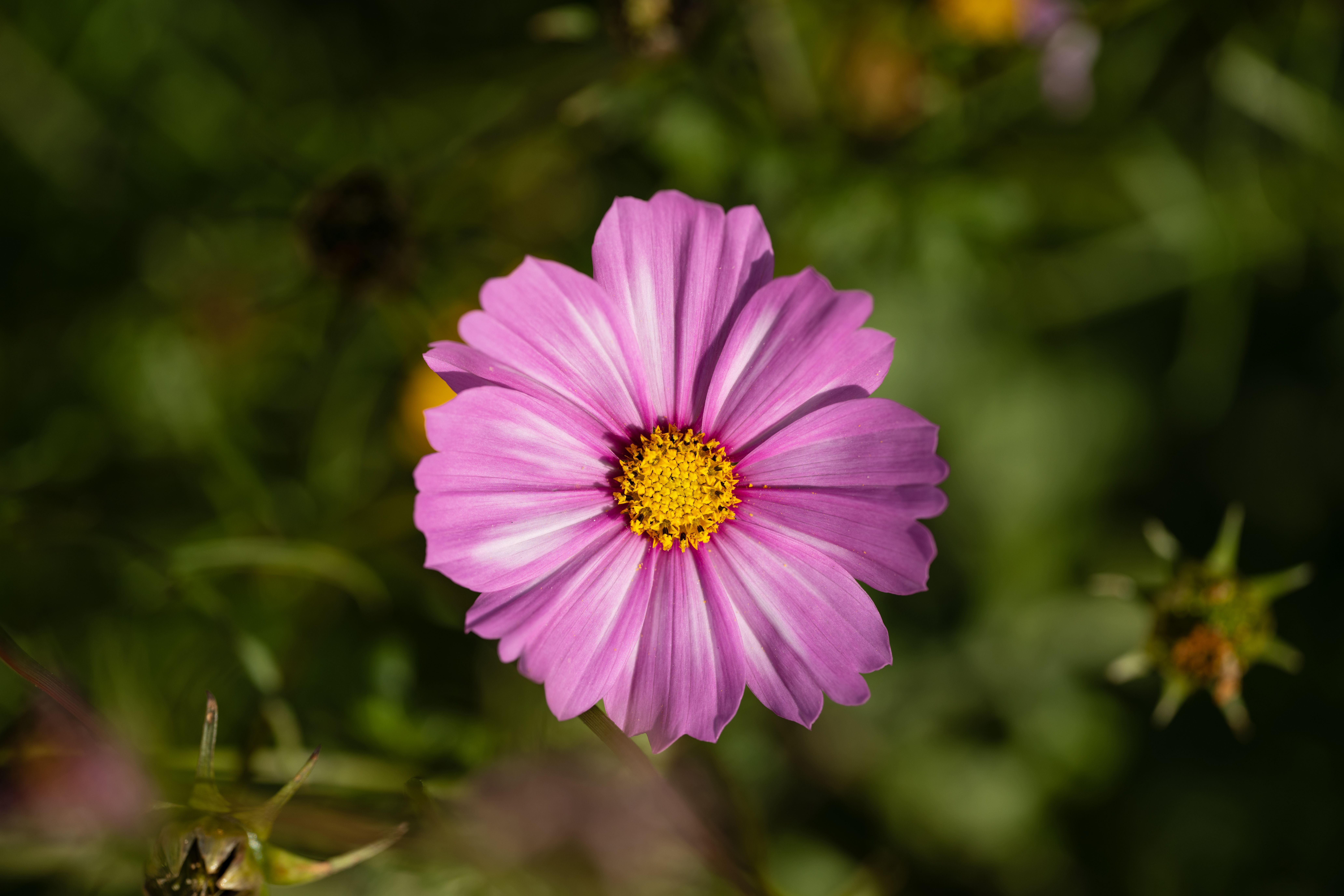 Vibrant Pink Cosmo Flower with Yellow Center · Free Stock Photo