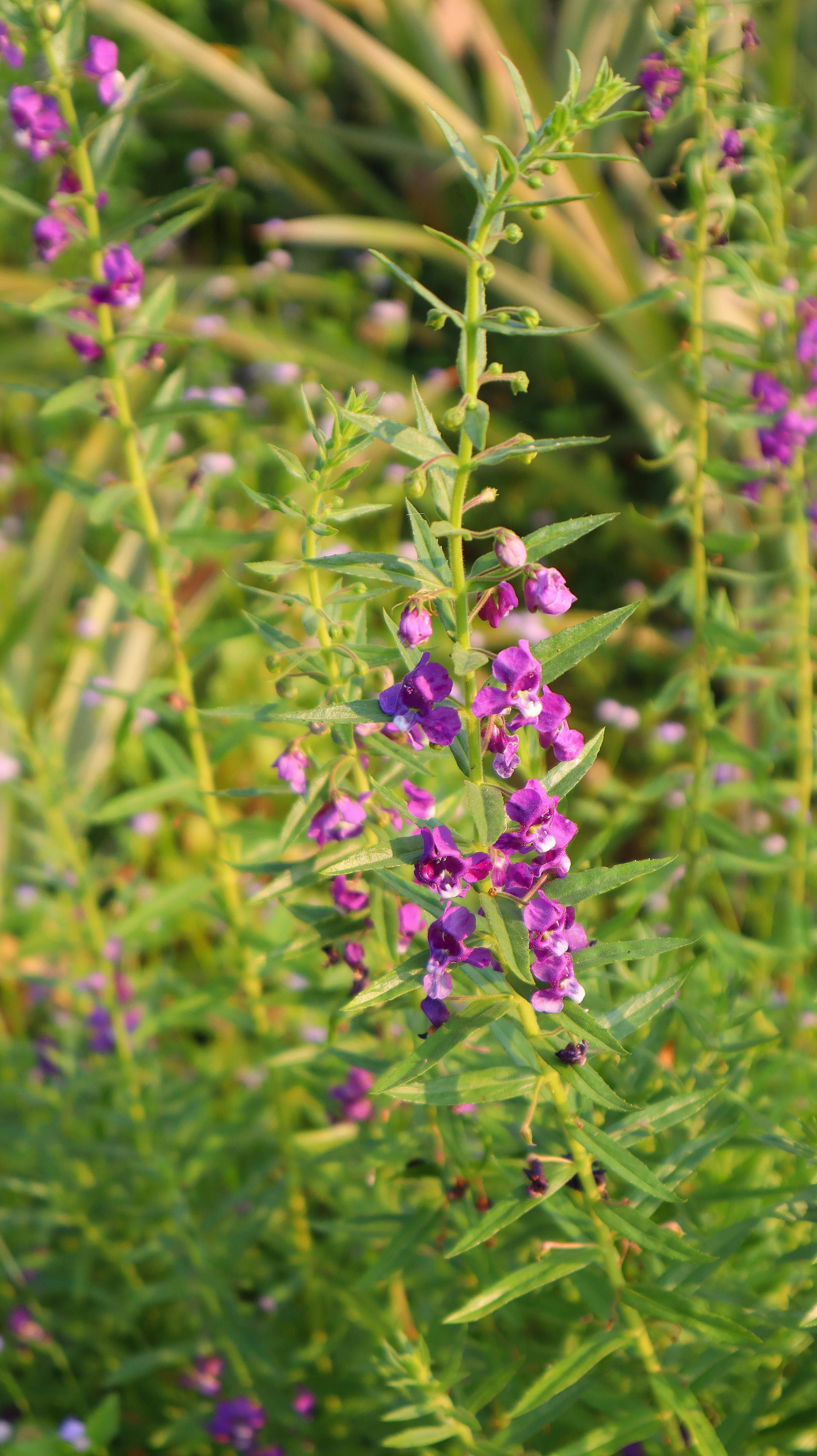 Chafa Flower Photos, Download The BEST Free Chafa Flower Stock Photos ...