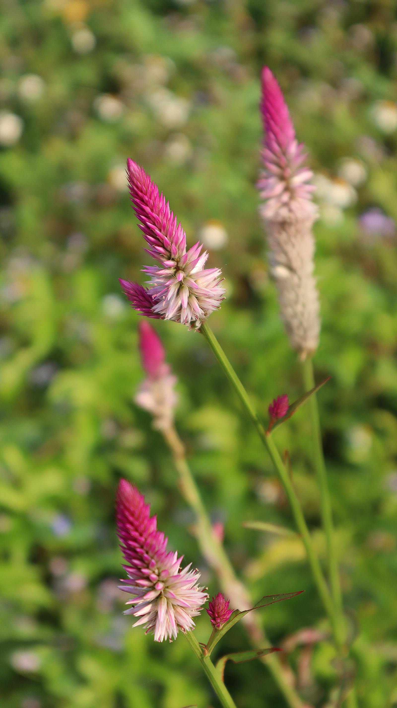 Chafa Flower Photos, Download The BEST Free Chafa Flower Stock Photos ...