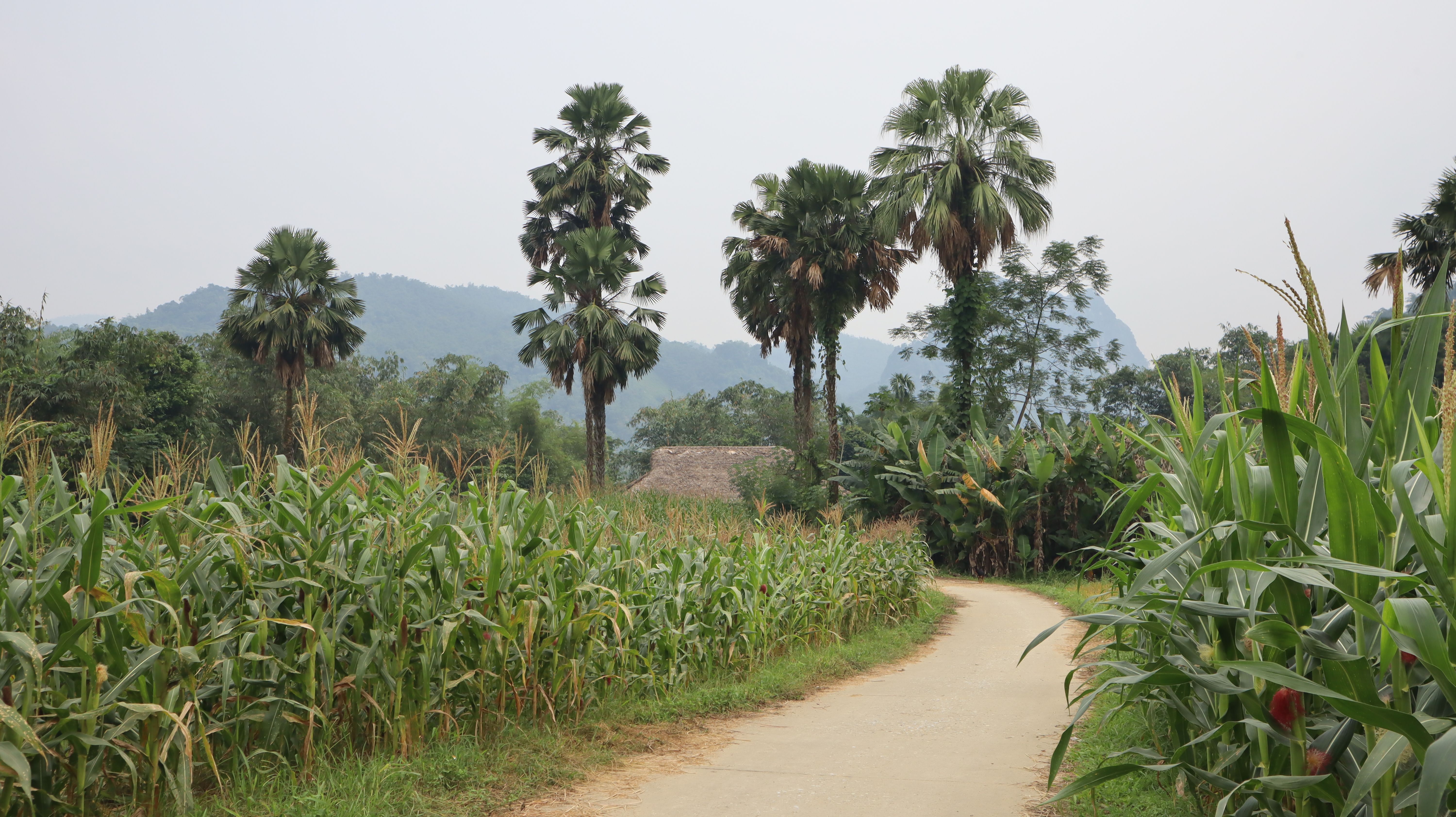 Scenic Rural Pathway Surrounded by Corn Fields · Free Stock Photo