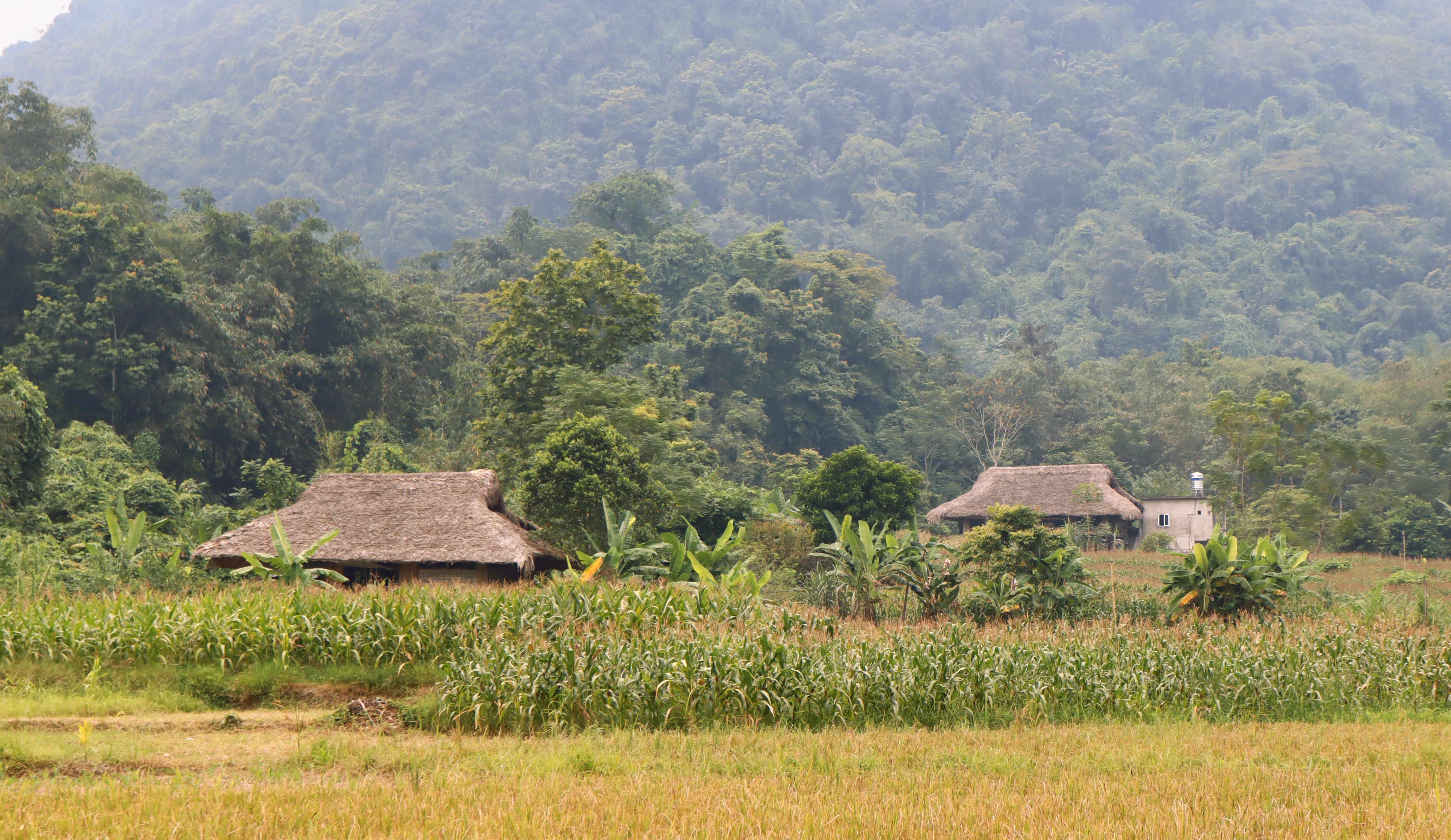 Thatched Roof Houses in Lush Green Landscape · Free Stock Photo
