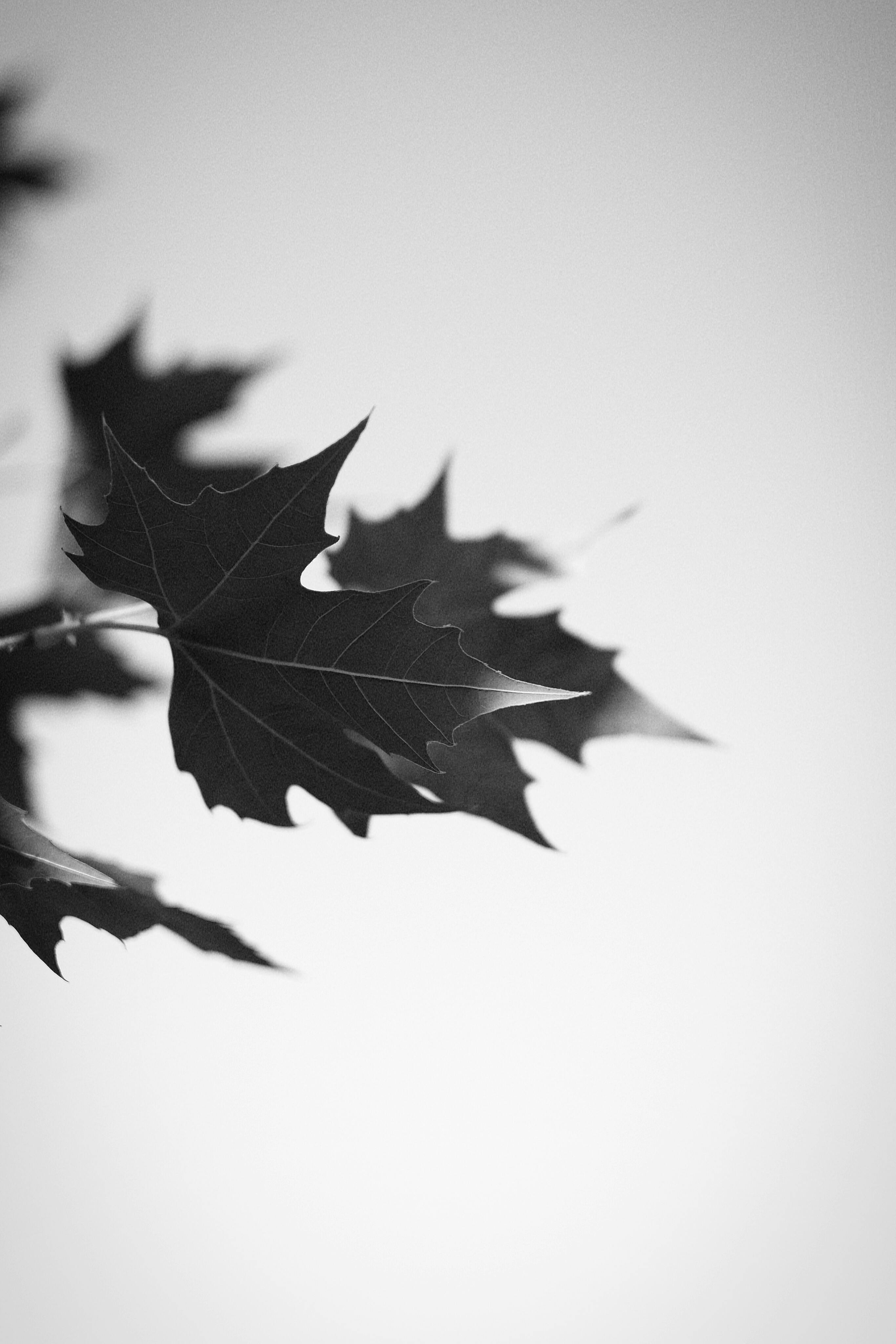 Black and White Maple Leaves Close-up · Free Stock Photo