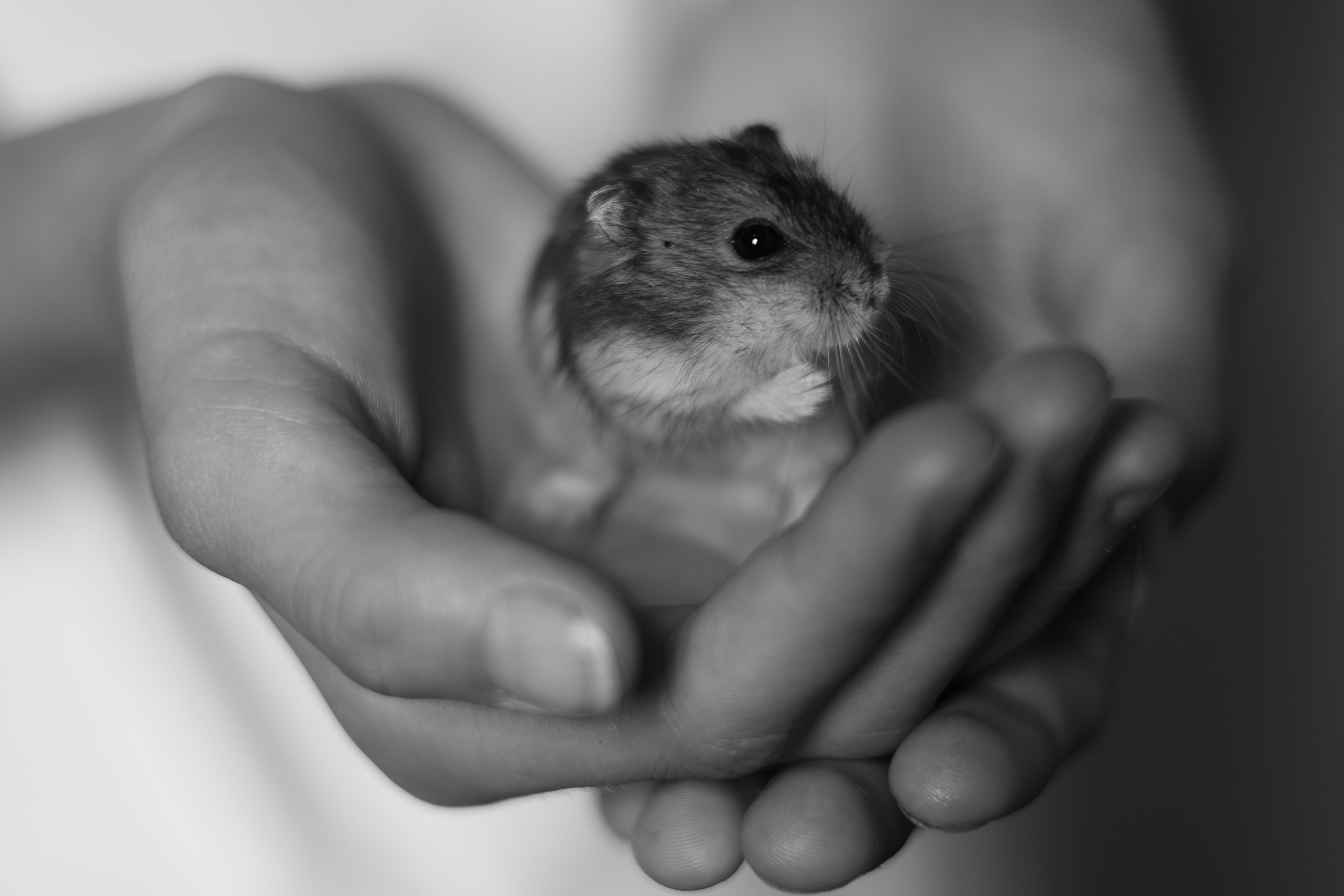 Close-up of a Dwarf Hamster in Hands · Free Stock Photo