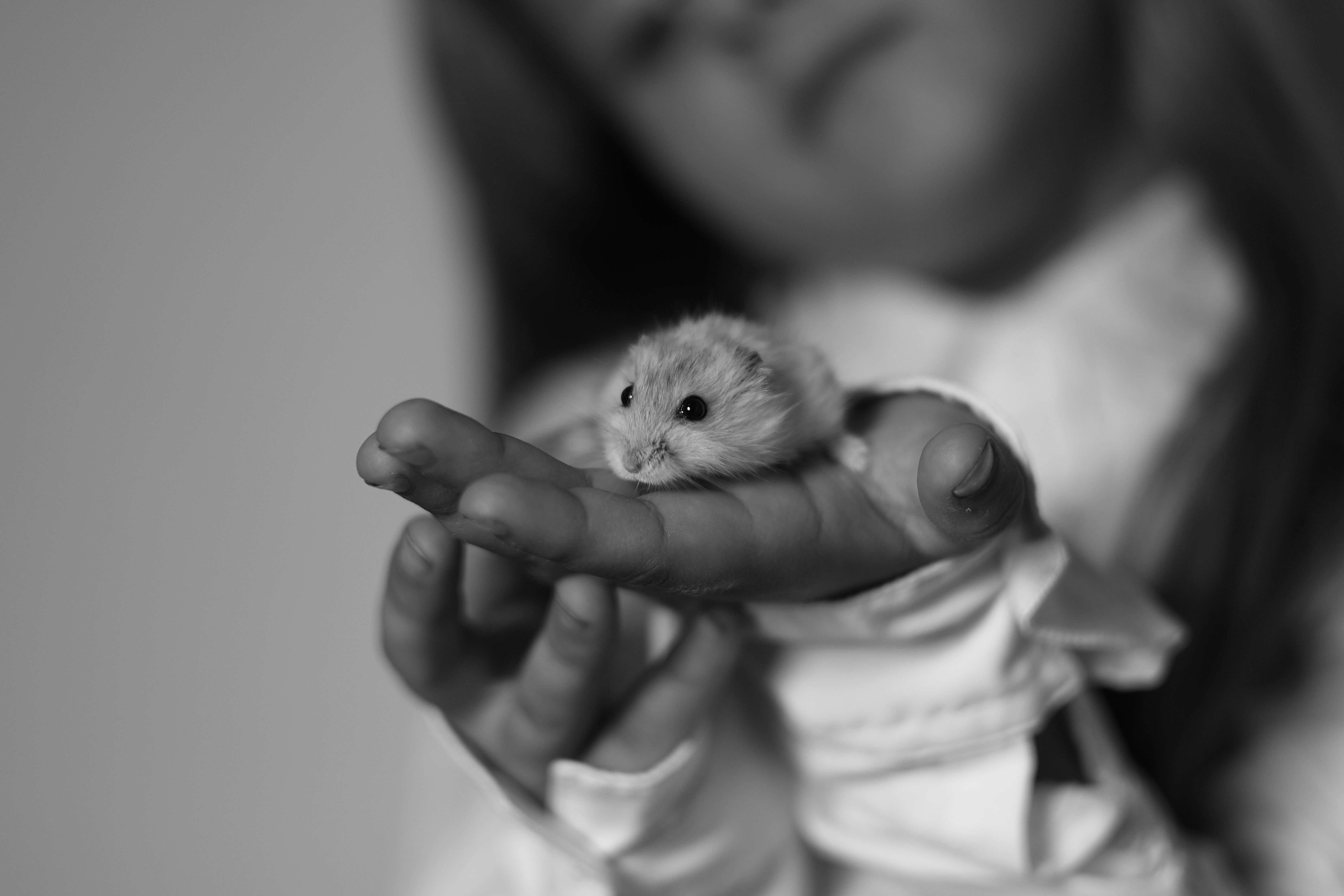 Child And Hamster Photos, Download The BEST Free Child And Hamster ...