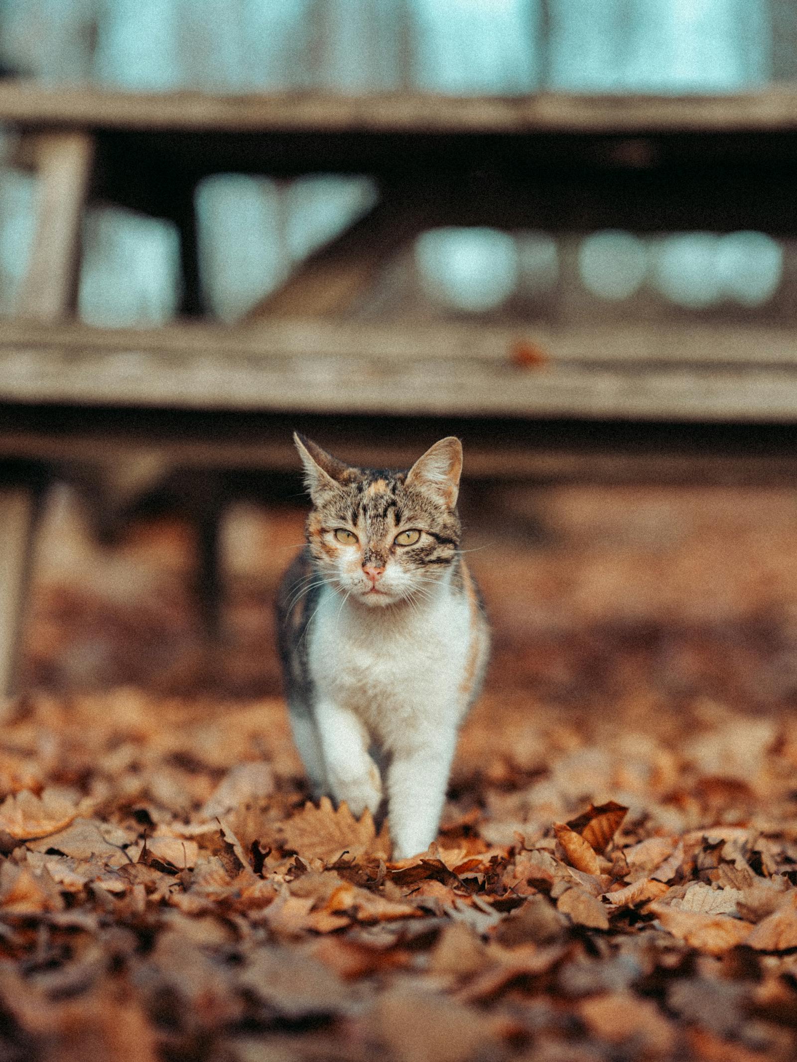 Cat Pfp Photos, Download The BEST Free Cat Pfp Stock Photos & HD Images