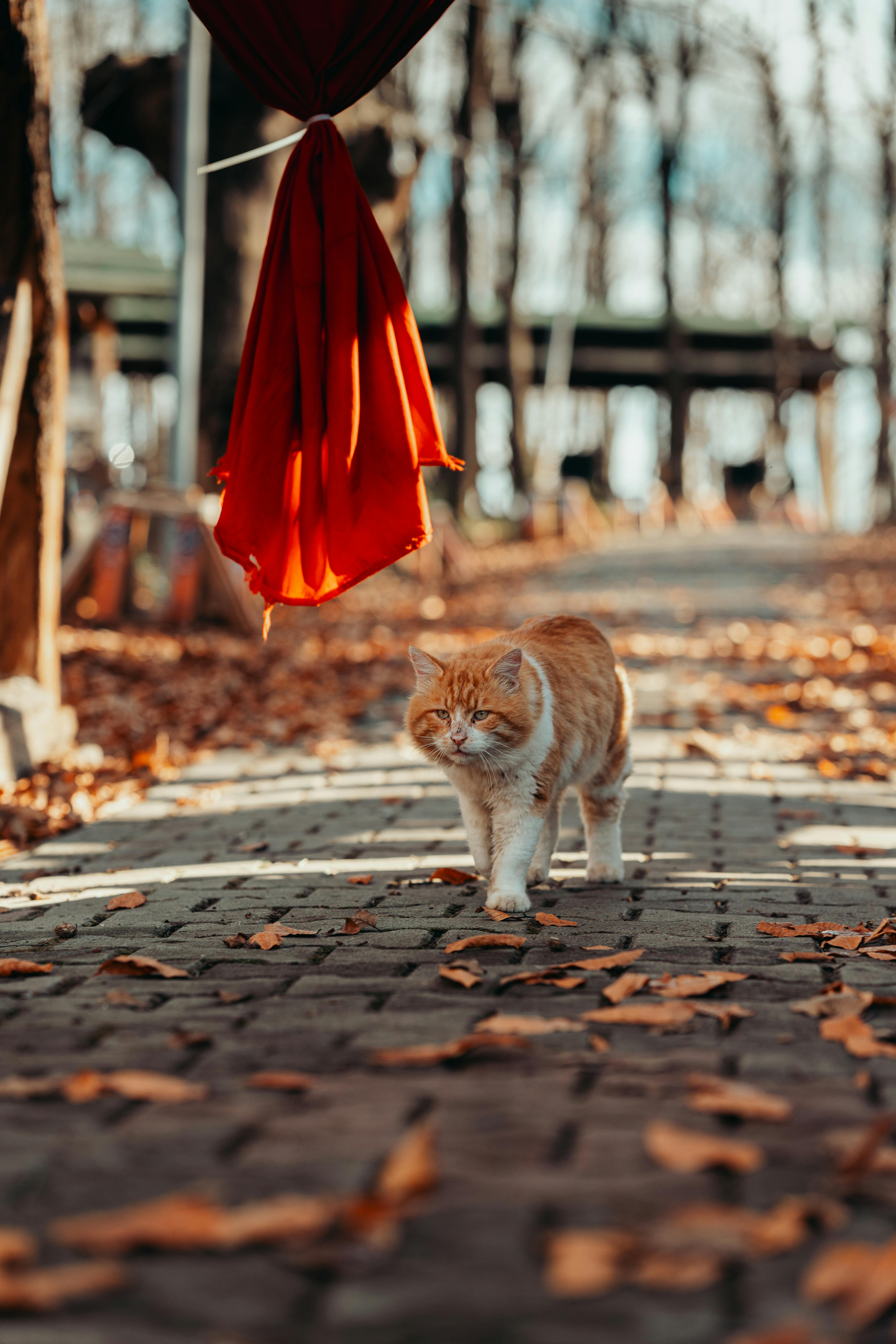 Ginger Cat Strolling in Autumn Park · Free Stock Photo