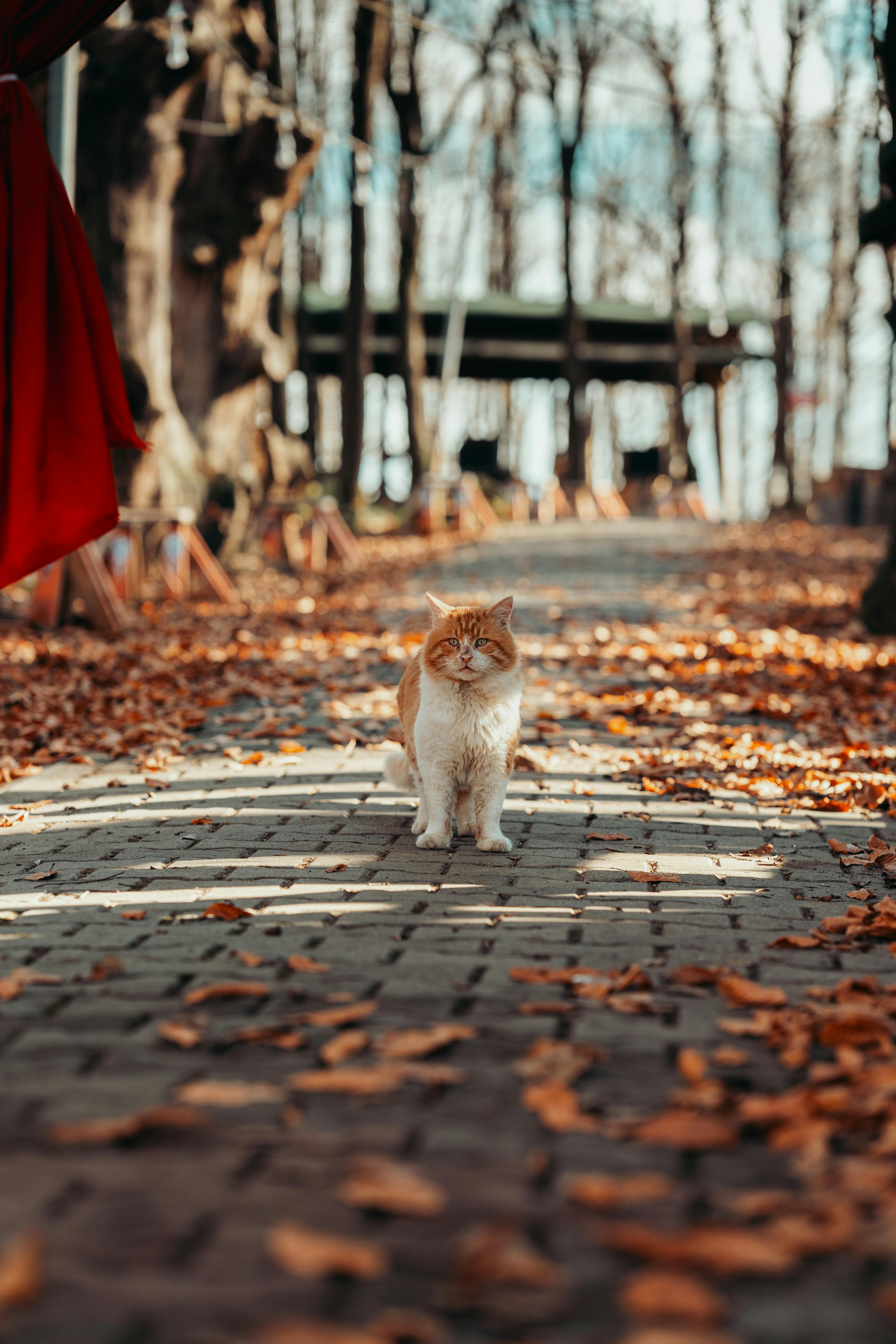Cat on Leaf Covered Pathway in Autumn · Free Stock Photo
