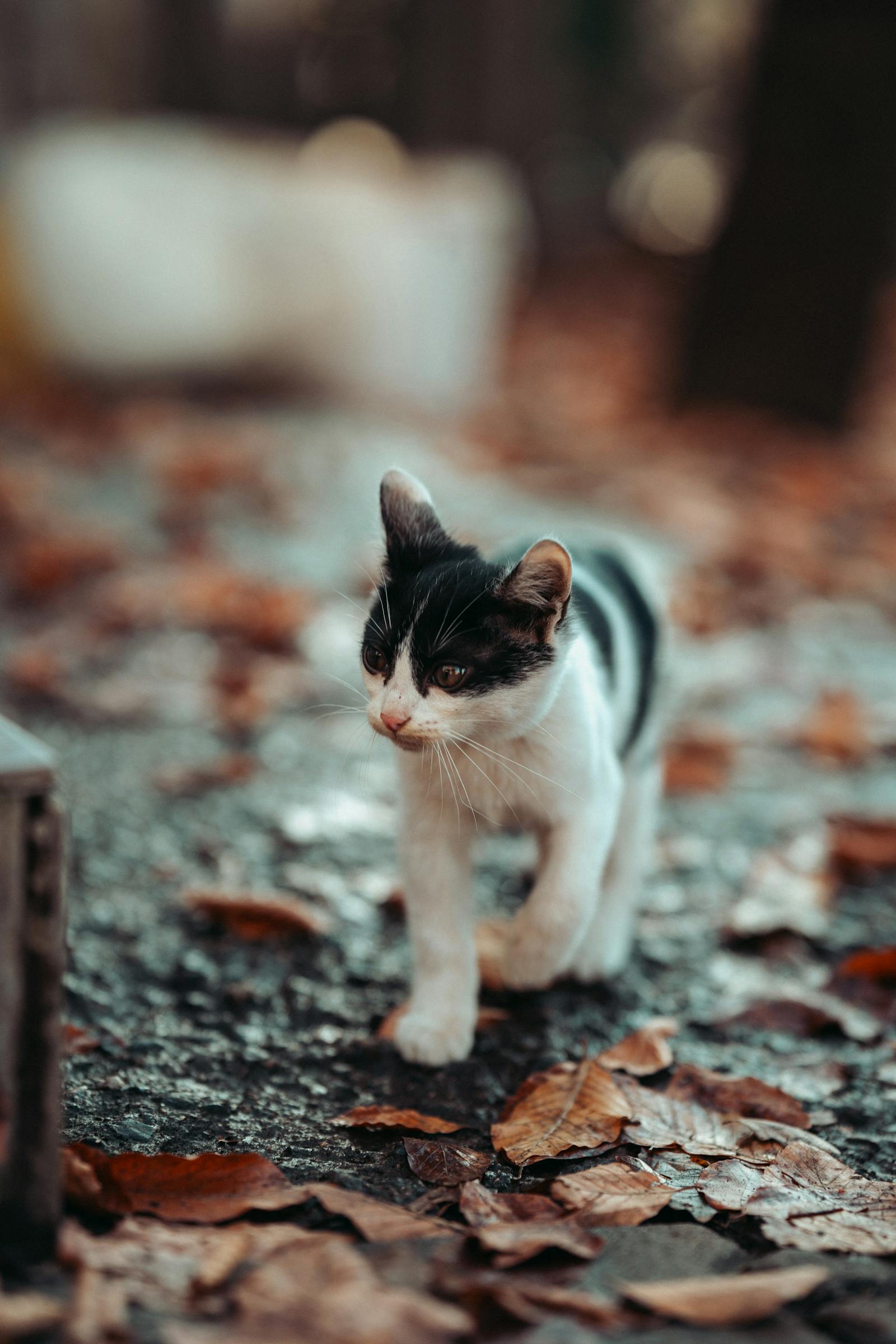 Cat Pfp Photos, Download The BEST Free Cat Pfp Stock Photos & HD Images