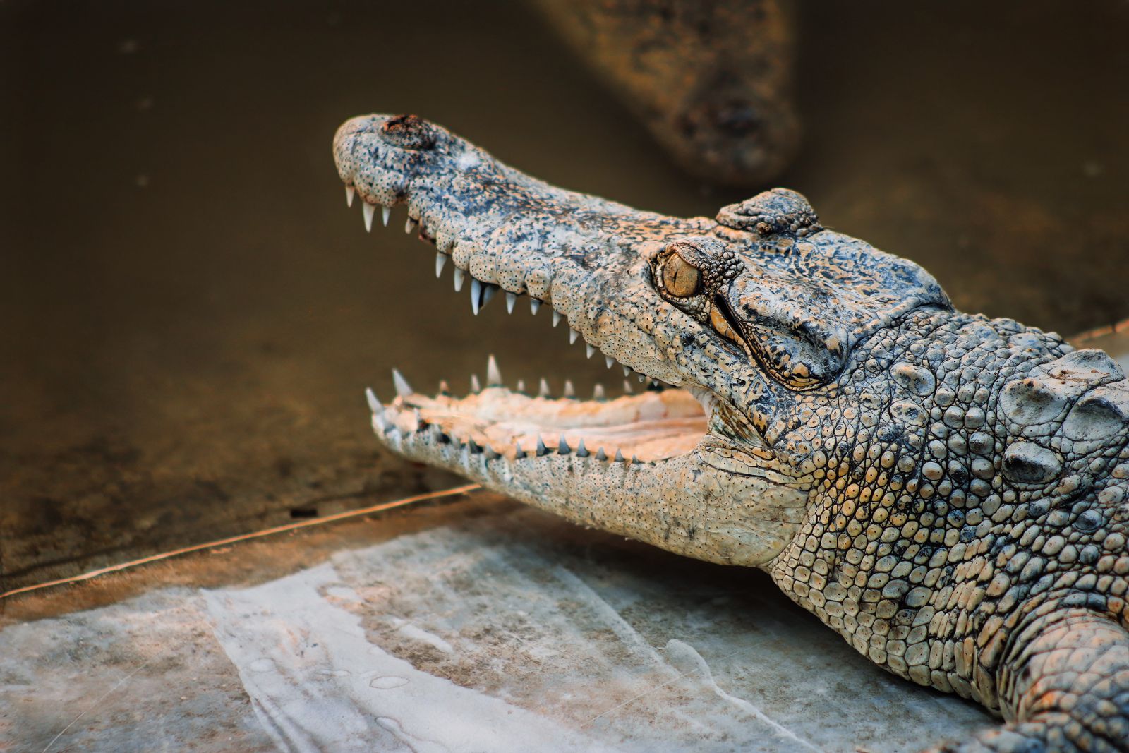 Bombardilo Crocodile Photos, Download The BEST Free Bombardilo ...