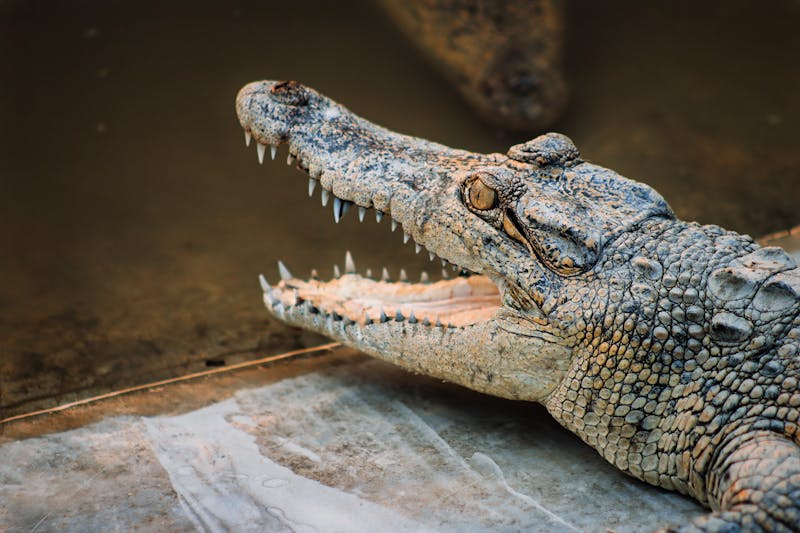 Bombardilo Crocodile Photos, Download The BEST Free Bombardilo ...