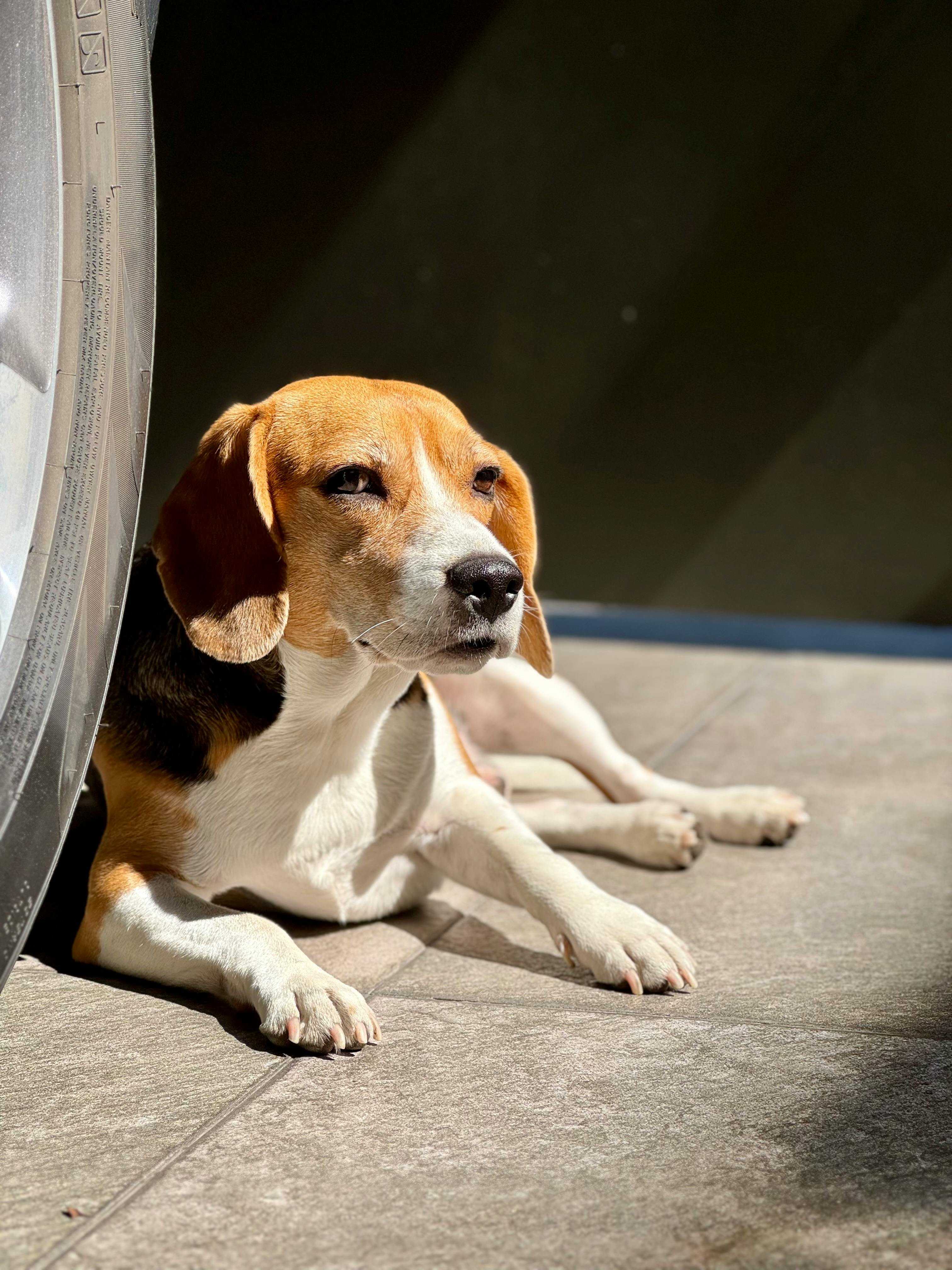 Beagle Enjoying Sunlight Outdoors in CDMX · Free Stock Photo