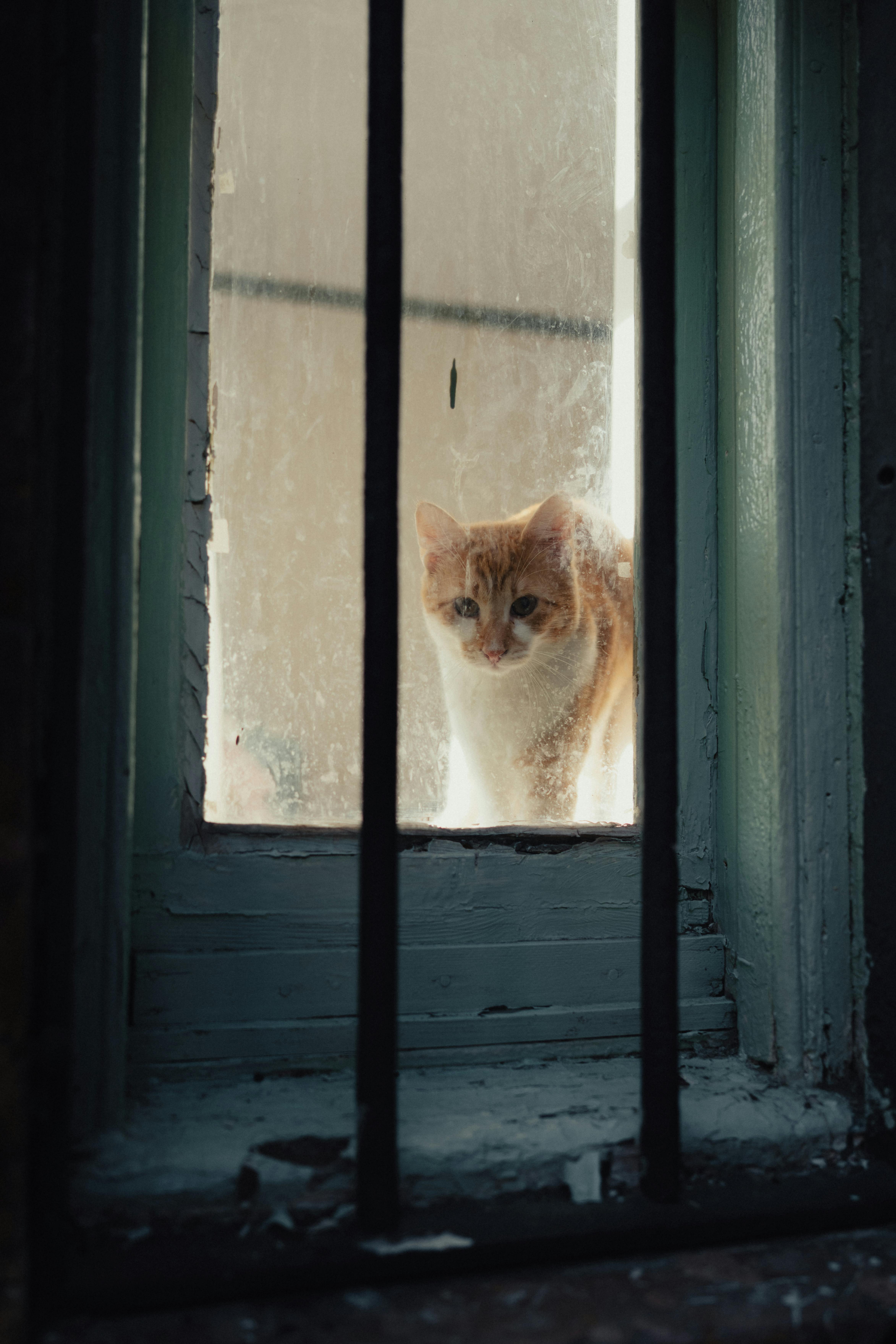 Cat Pfp Photos, Download The BEST Free Cat Pfp Stock Photos & HD Images