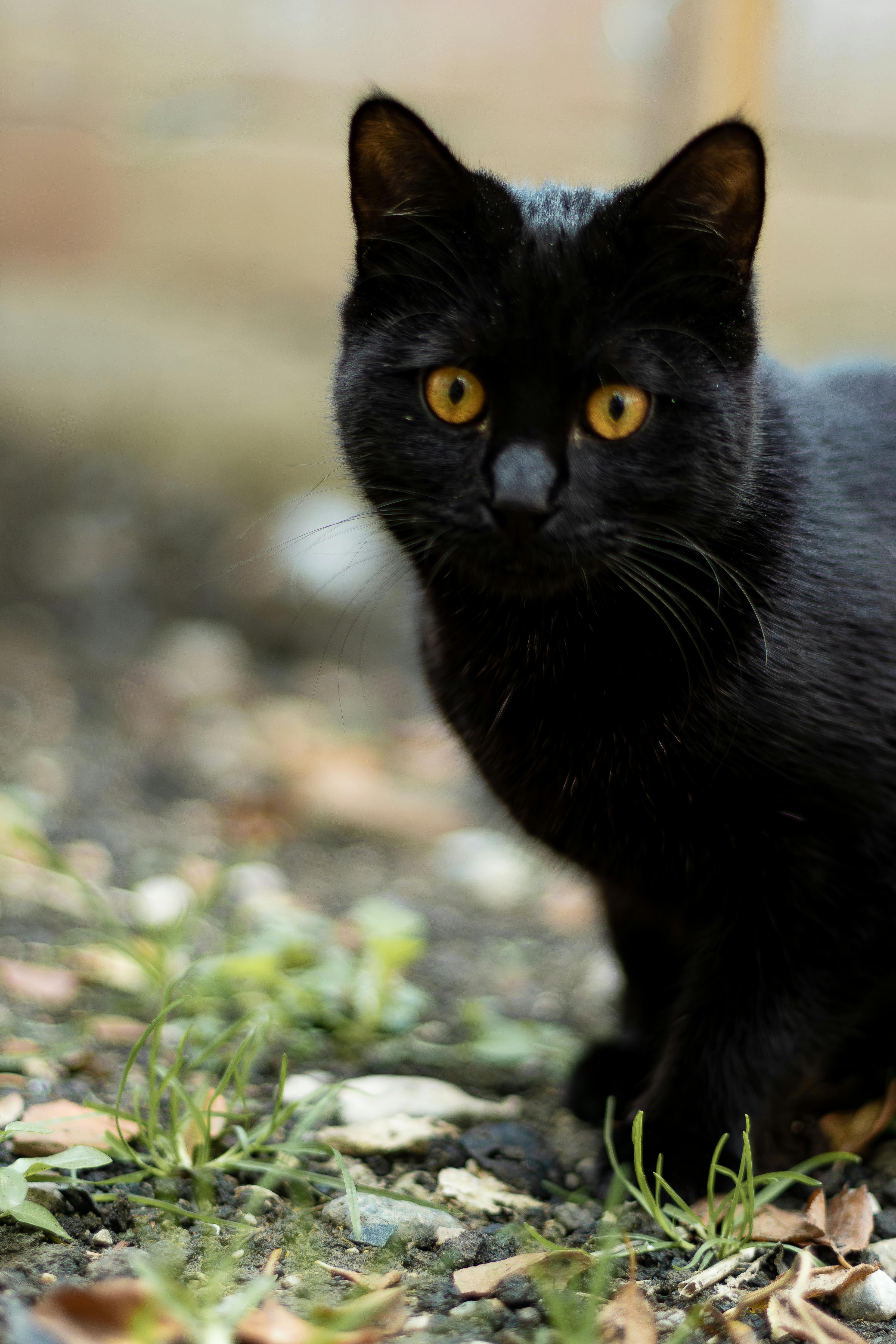 Photo gratuite de adorable, amasya, animal, animal de compagnie, animal ...