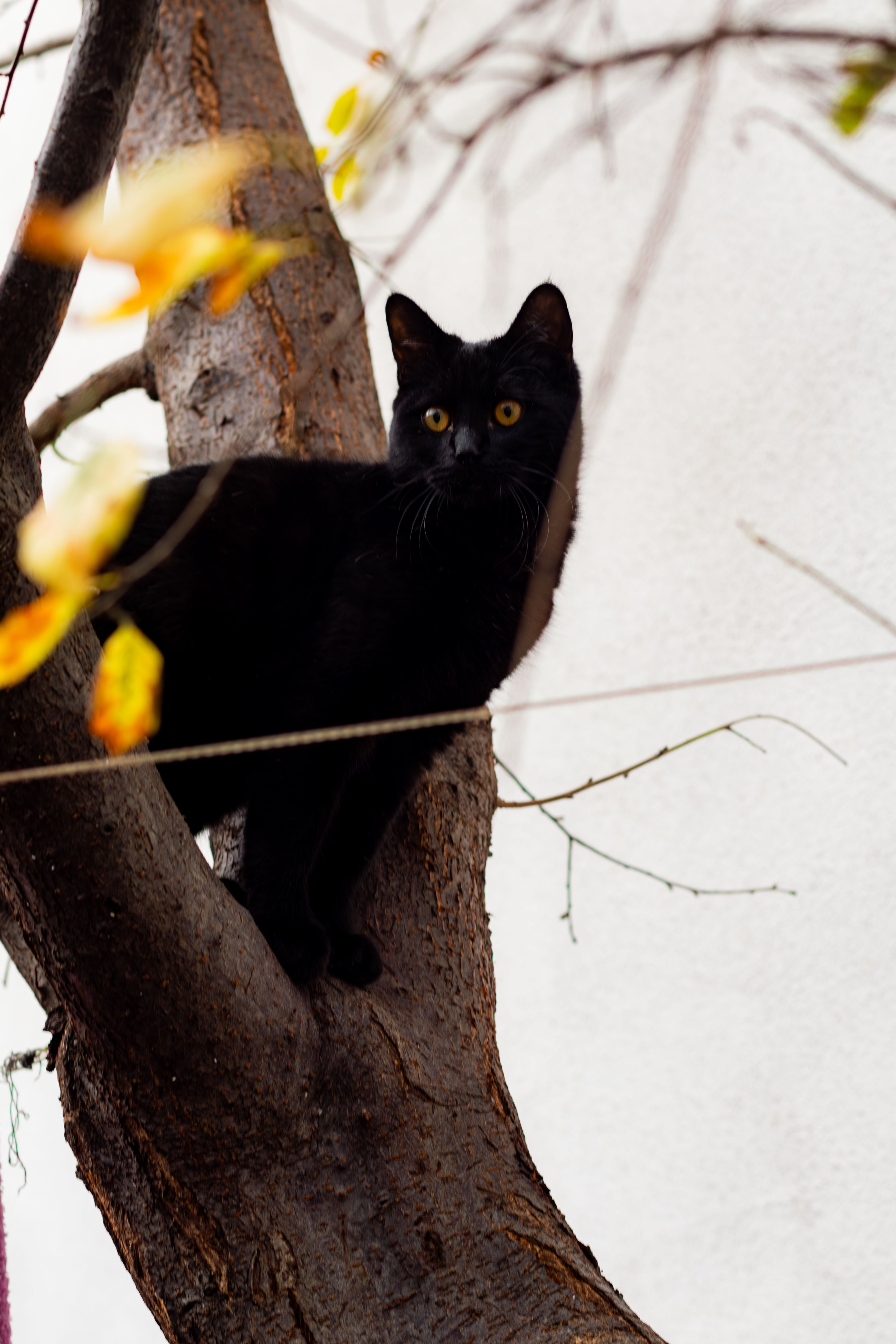 Cat Pfp Photos, Download The BEST Free Cat Pfp Stock Photos & HD Images