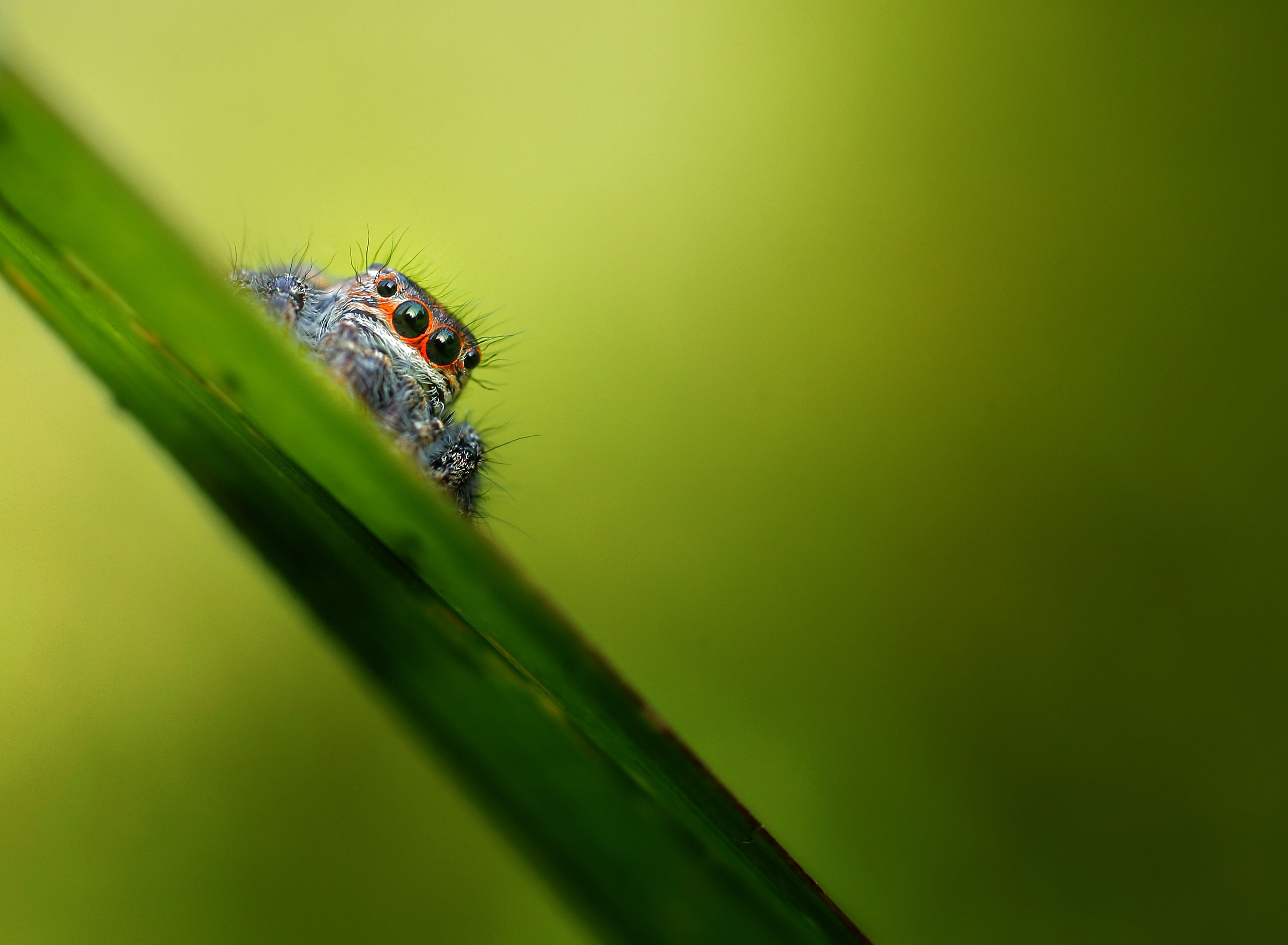 Stunning Jumping Spider Macro Photography · Free Stock Photo