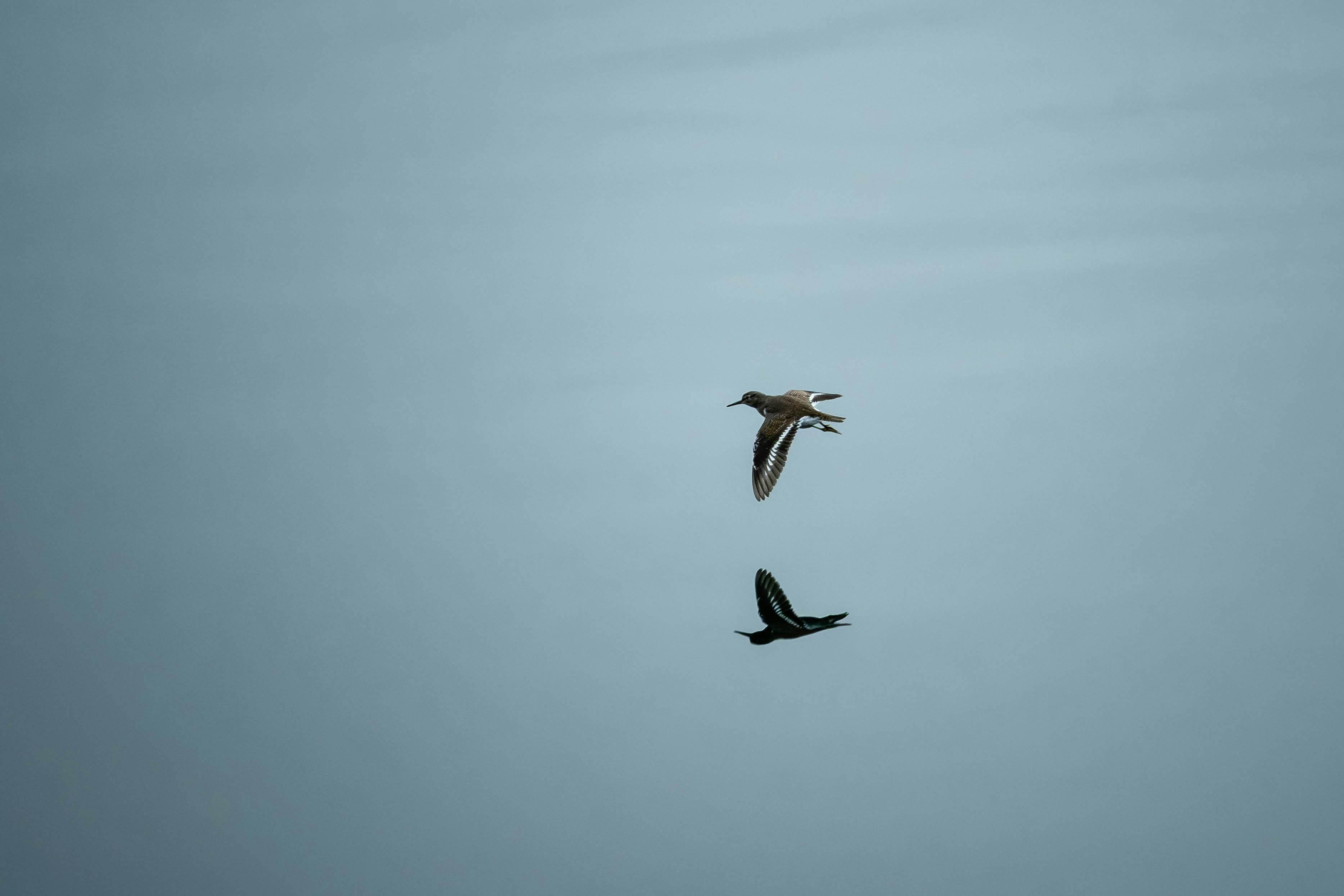 Flight Infinite Background Photos, Download The BEST Free Flight ...