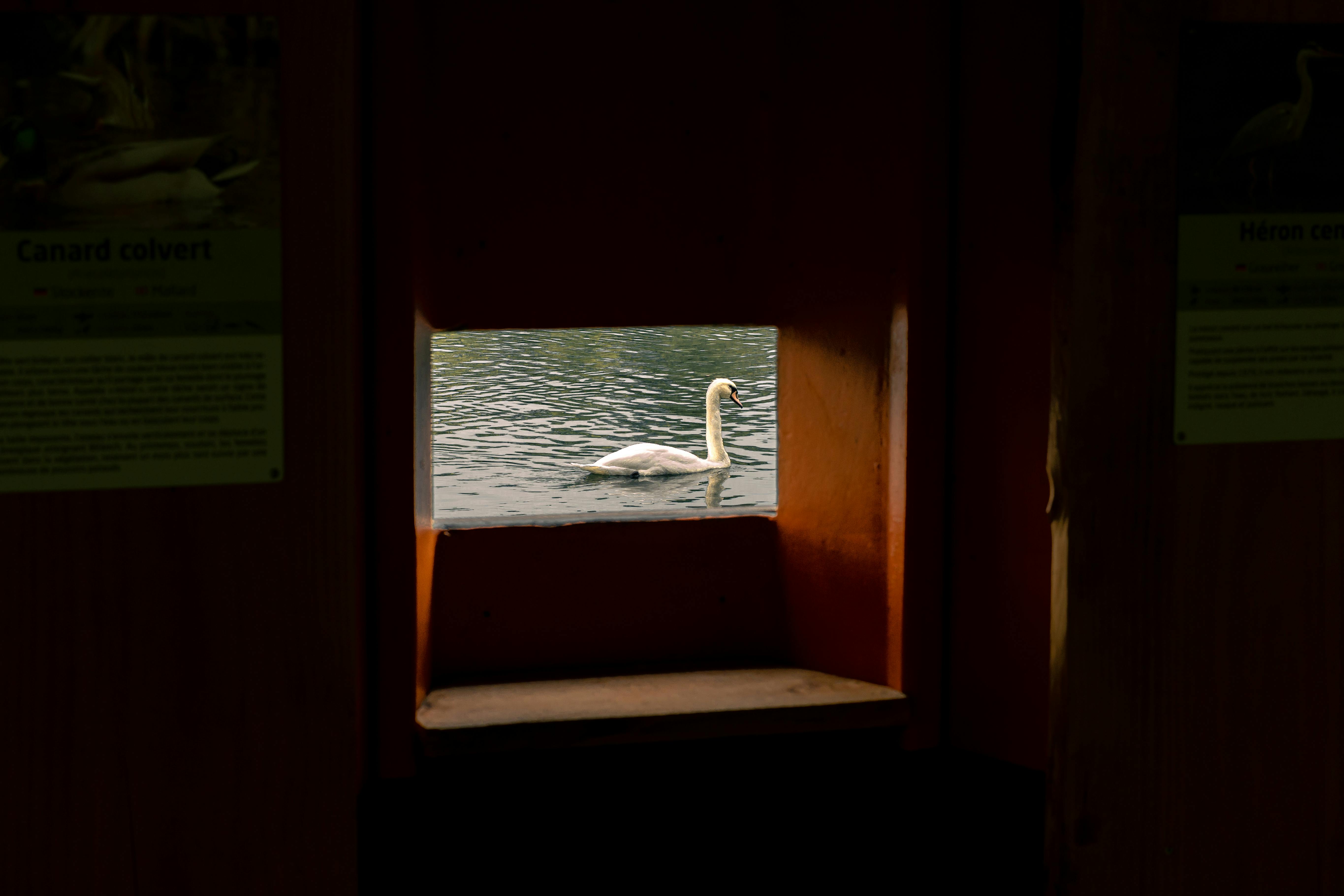 Serene Swan Through Wooden Window Frame · Free Stock Photo