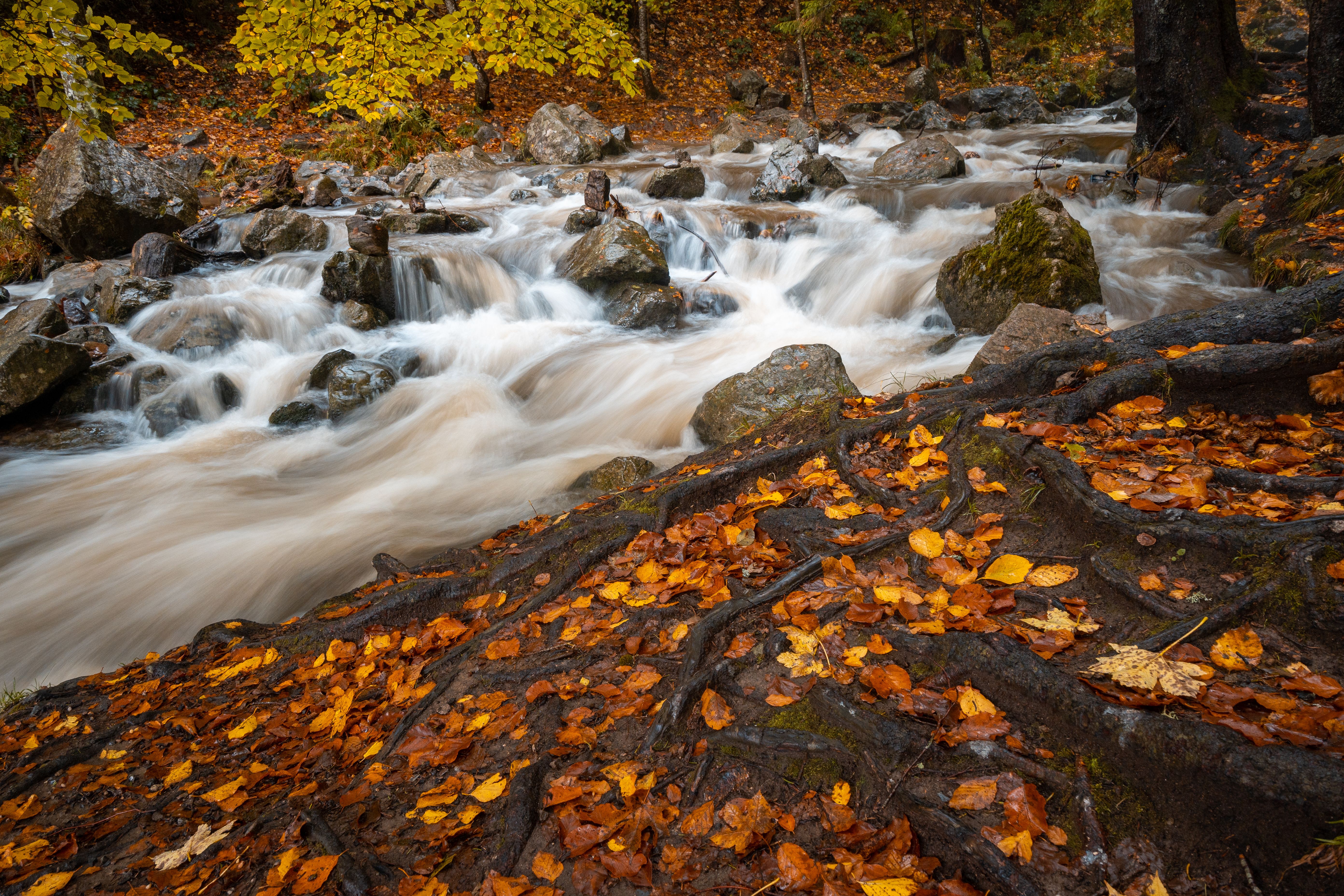 Tranquil Autumn Stream with Colorful Leaves · Free Stock Photo