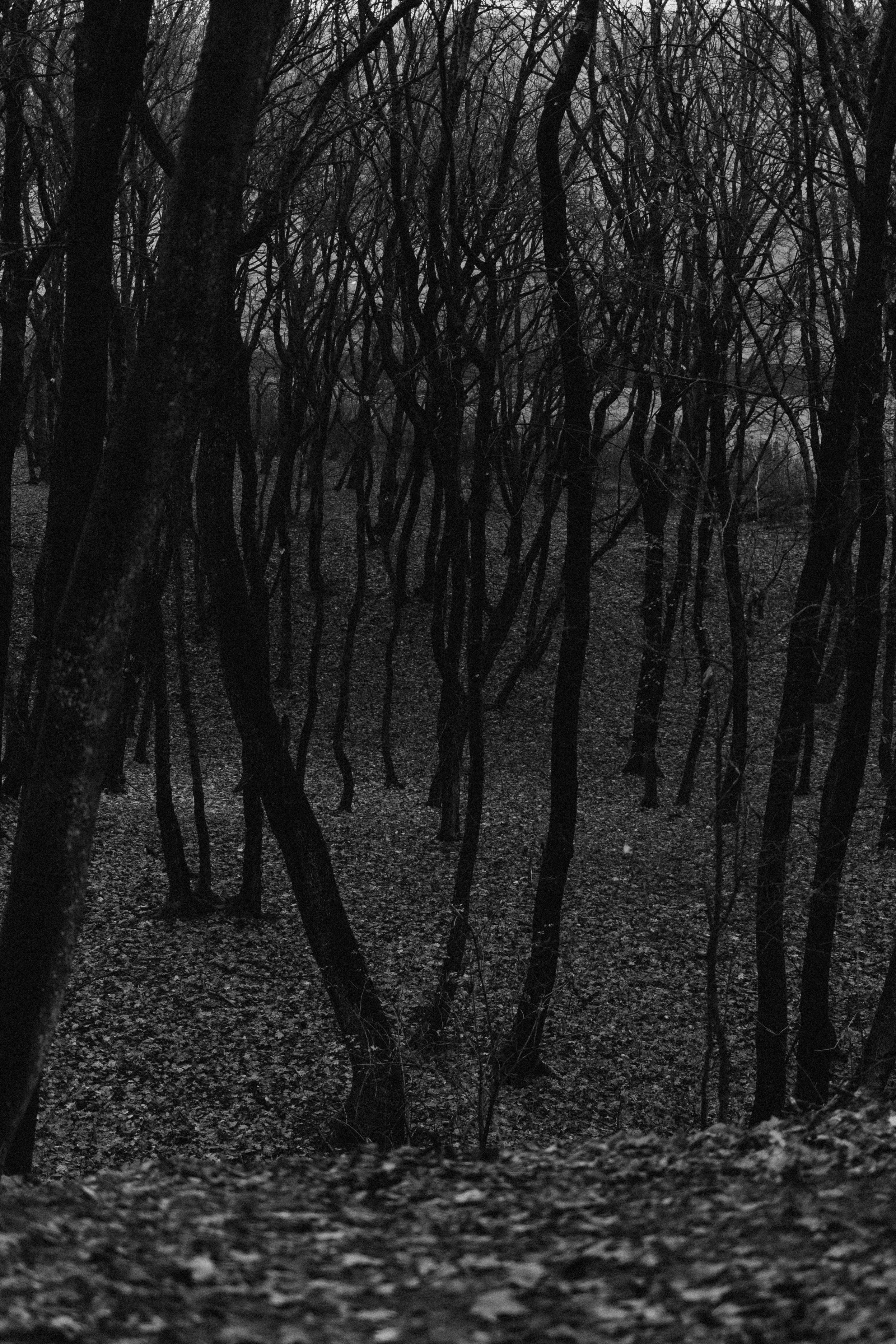 Eerie Black and White Forest Scene in Winter · Free Stock Photo