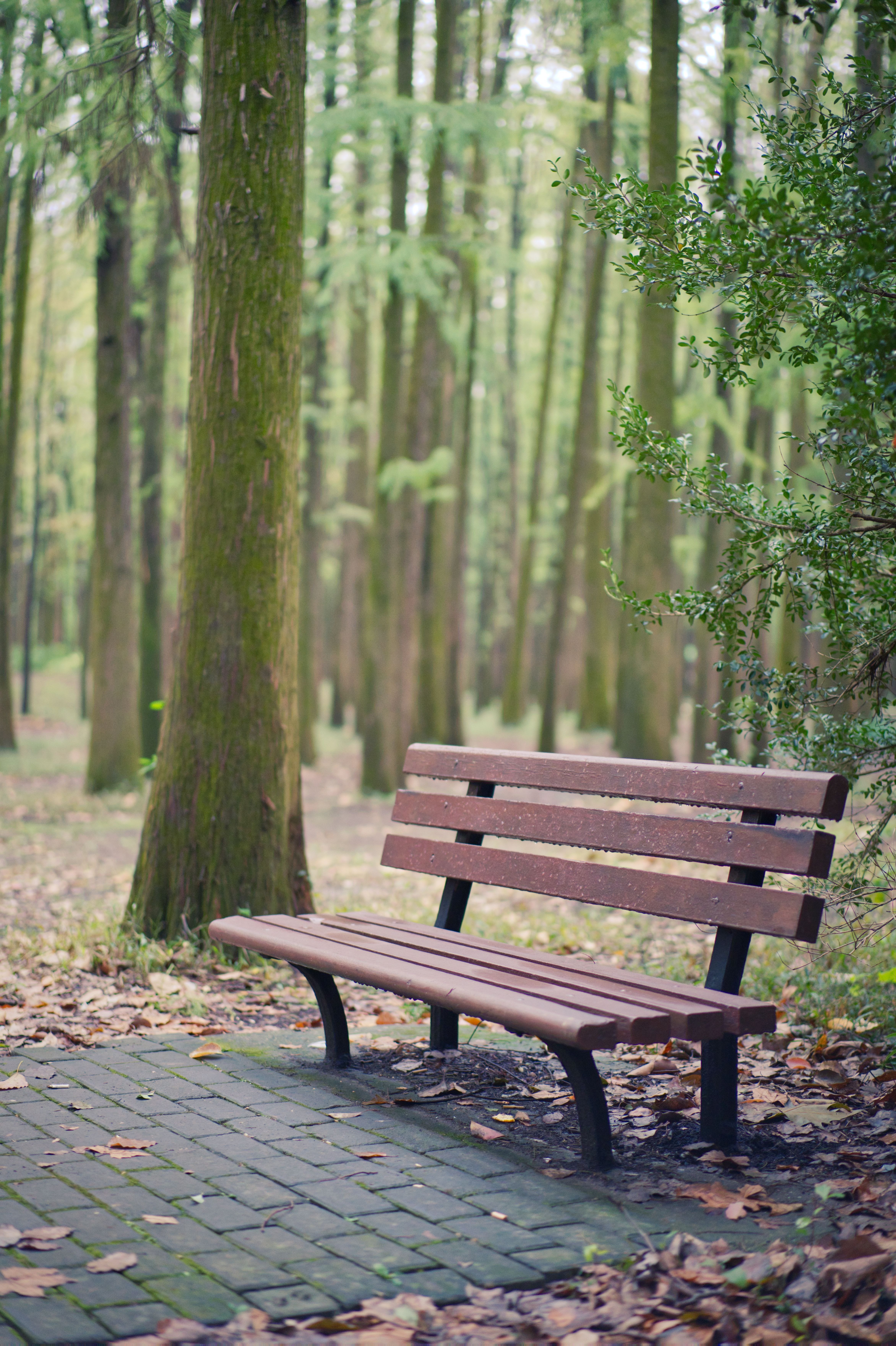 Tranquil Forest Bench Amidst Lush Greenery · Free Stock Photo