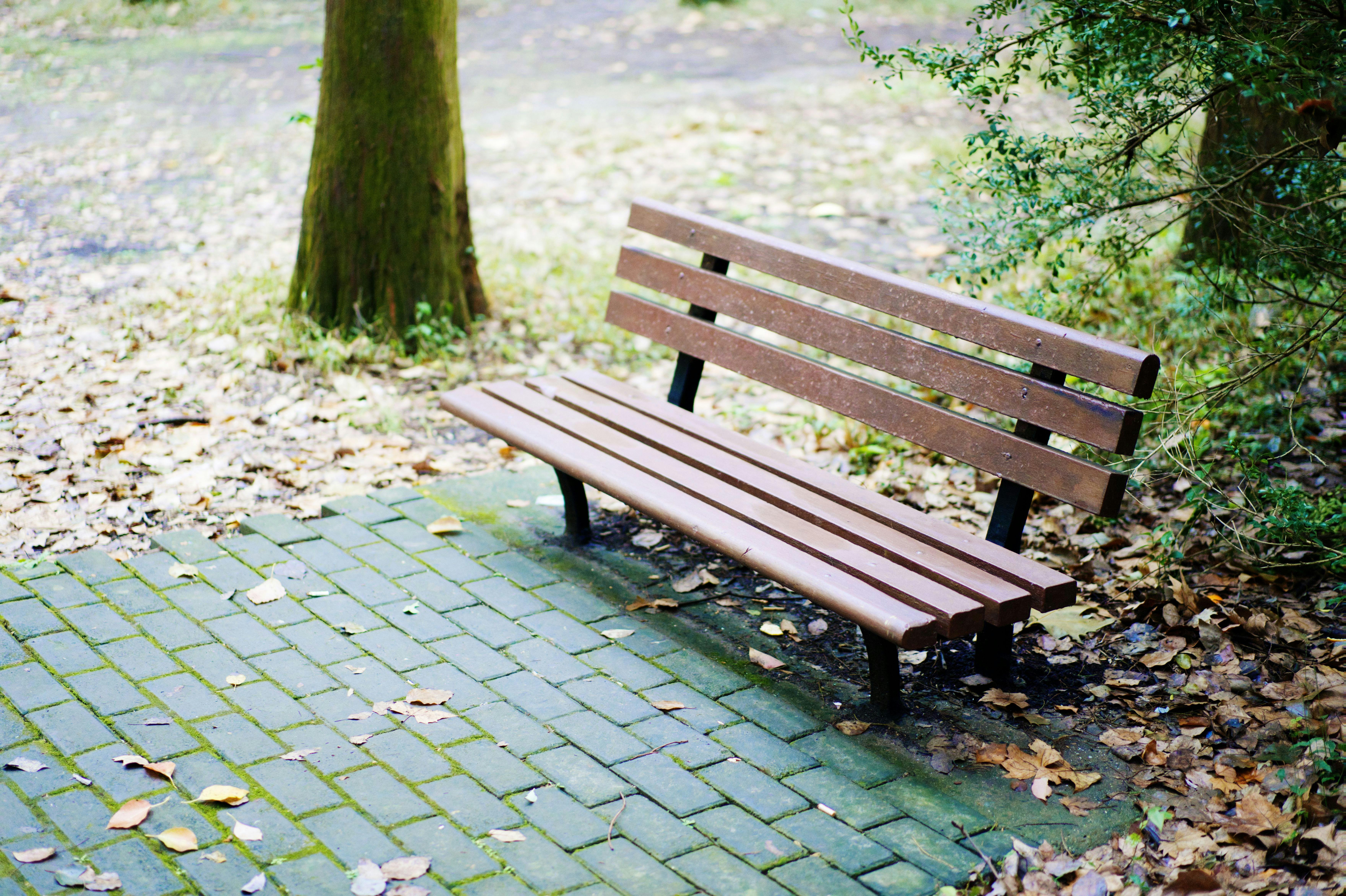 Wooden Park Bench in Leafy Autumn Setting · Free Stock Photo