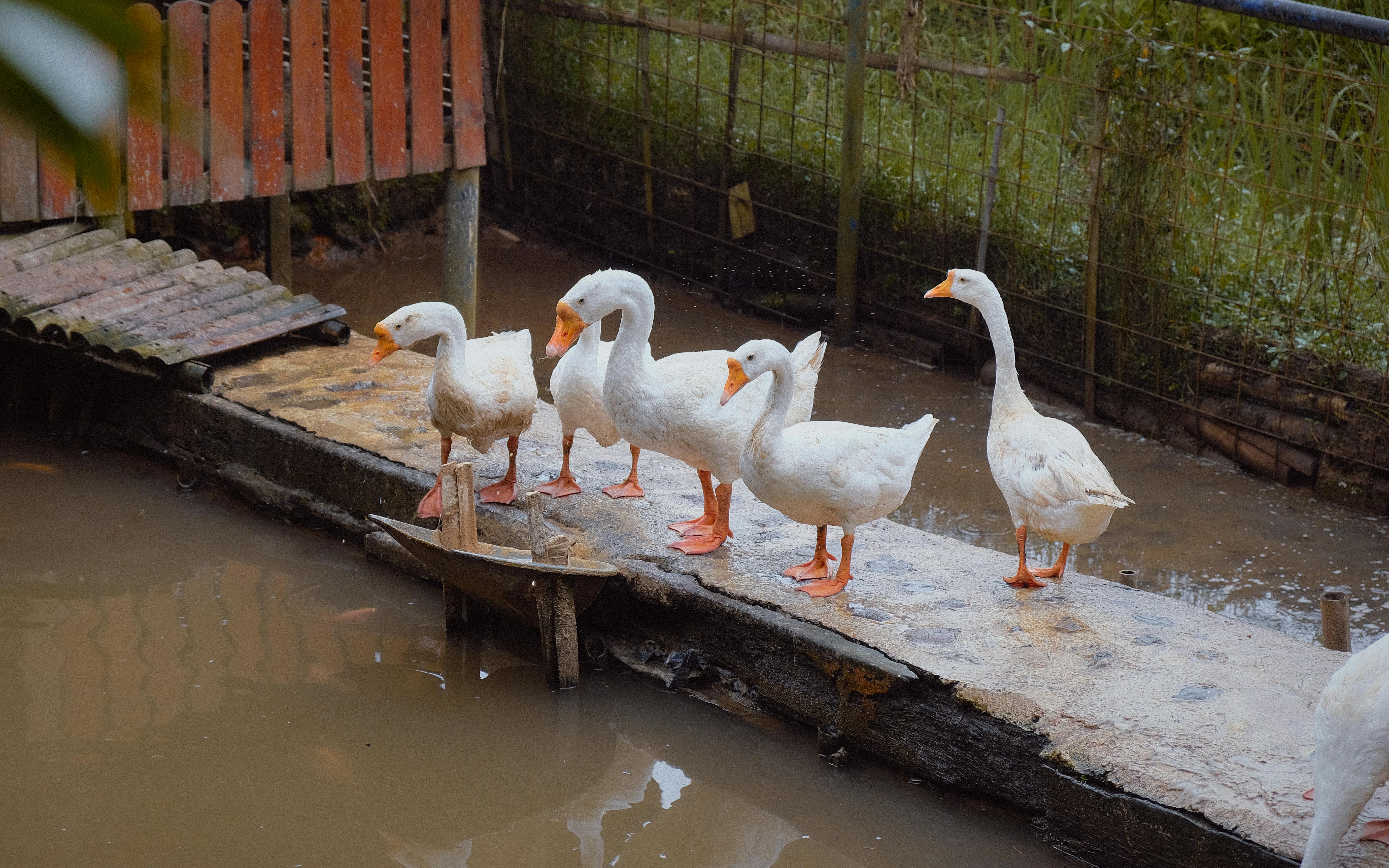 White Ducks by a Pond in West Java, Indonesia · Free Stock Photo