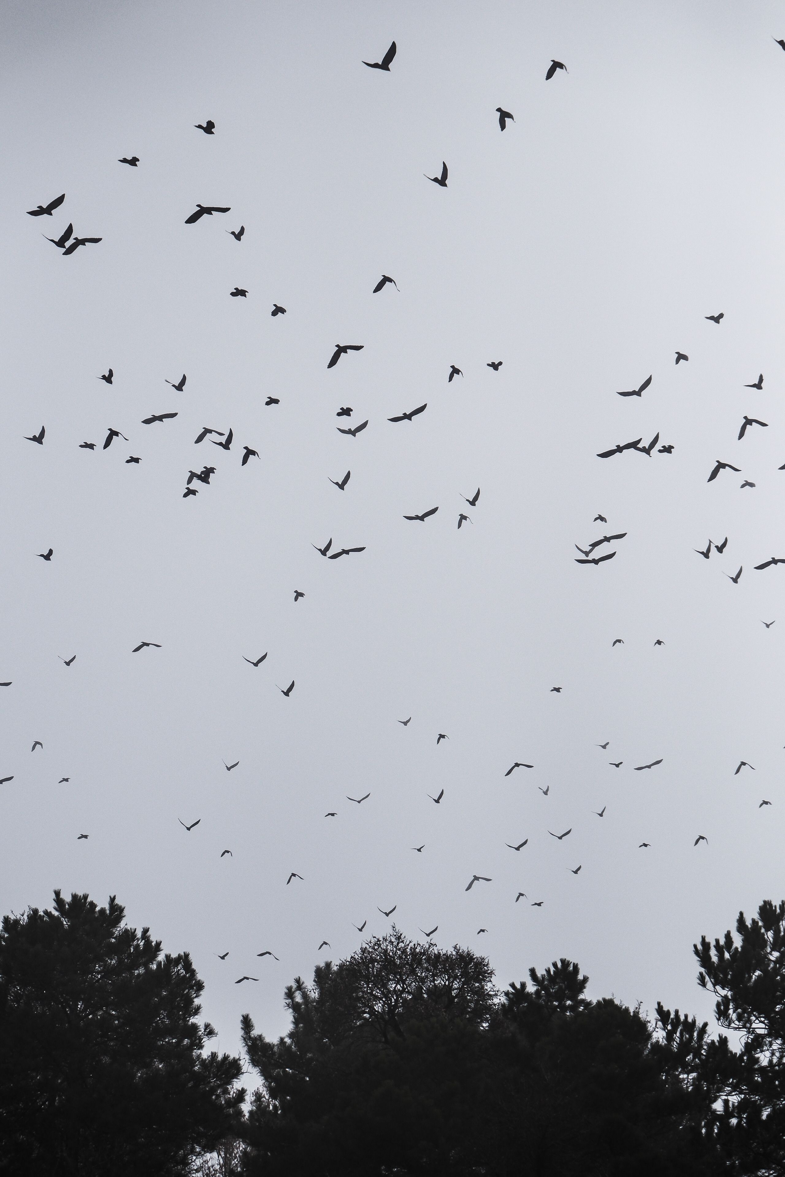 Flock of Birds Soaring Over Forest Trees · Free Stock Photo